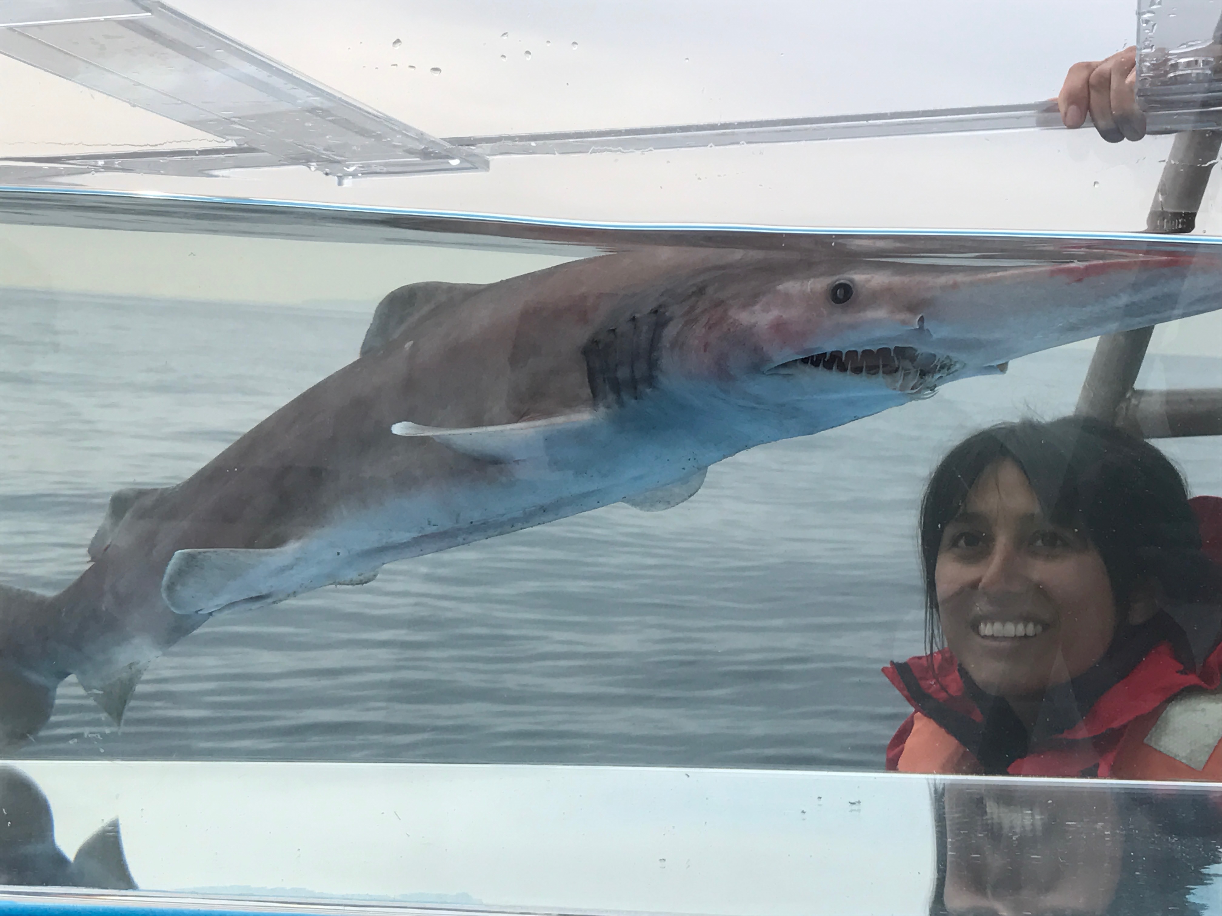 Vicky Vásquez with Goblin Shark.JPG | FWS.gov