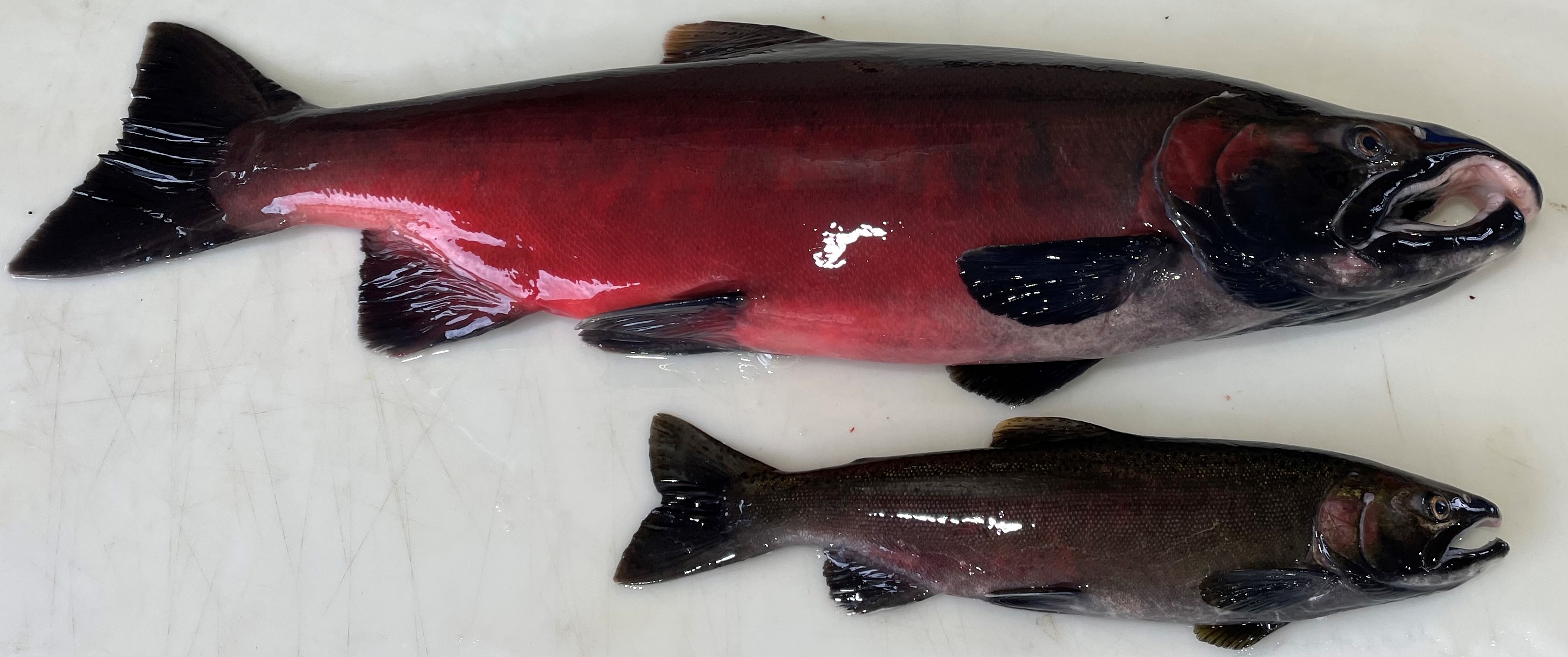 Jack Coho Salmon Comparison_cropped.jpeg | FWS.gov