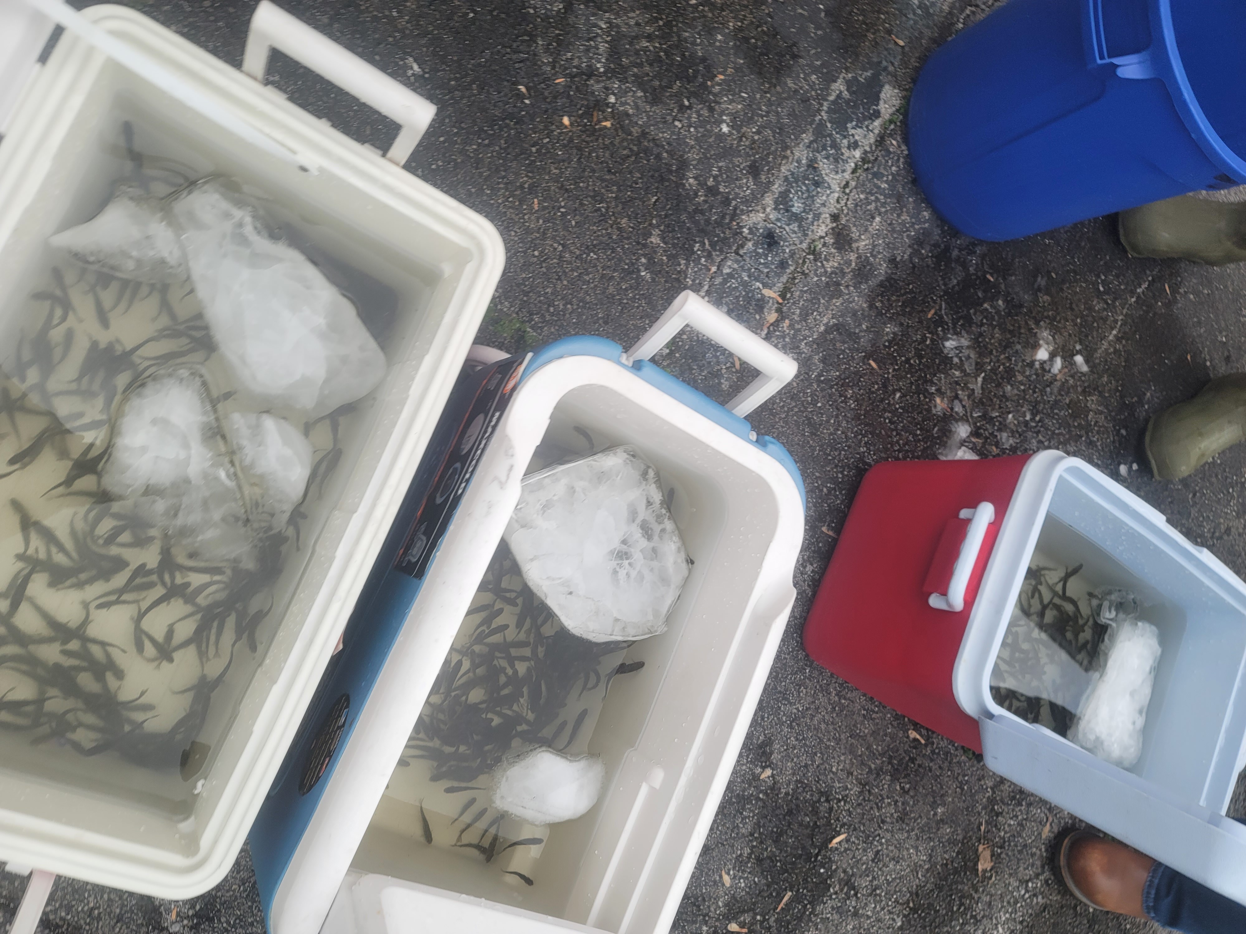 live fish transport | FWS.gov