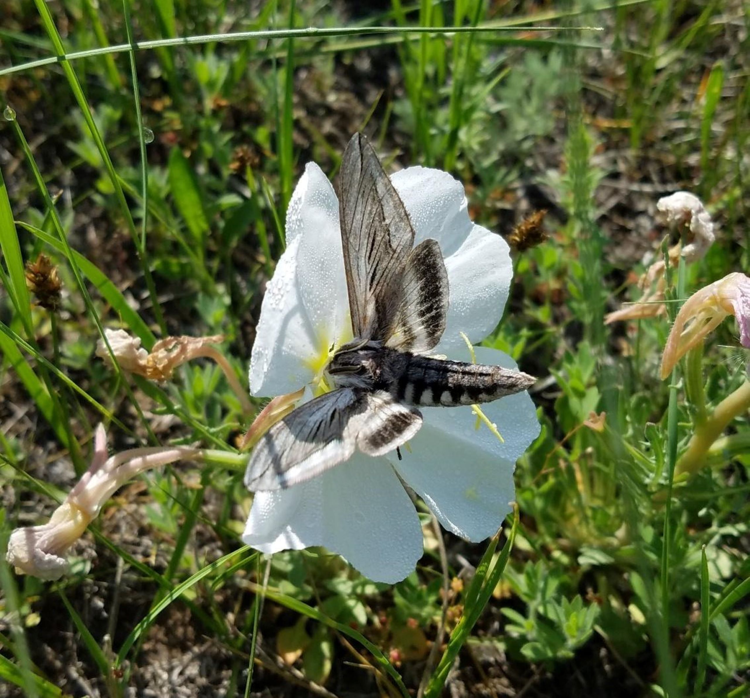 Great Ash sphinx moth | FWS.gov