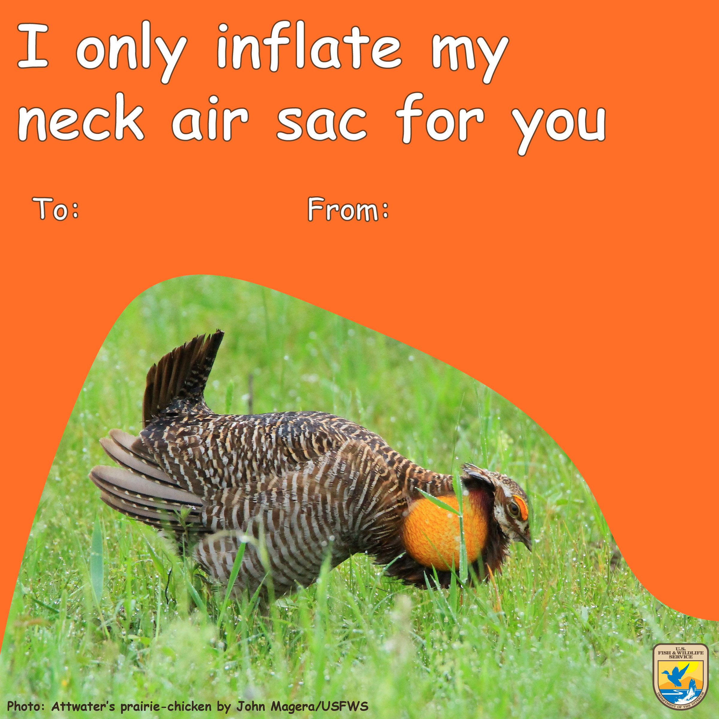 Attwater Prairie-chicken Valentine's Day Card | FWS.gov