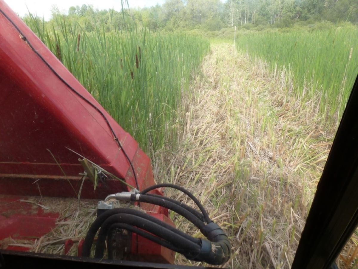 Harvesting invasive hybrid cattail from Shiawassee Refuge. | FWS.gov
