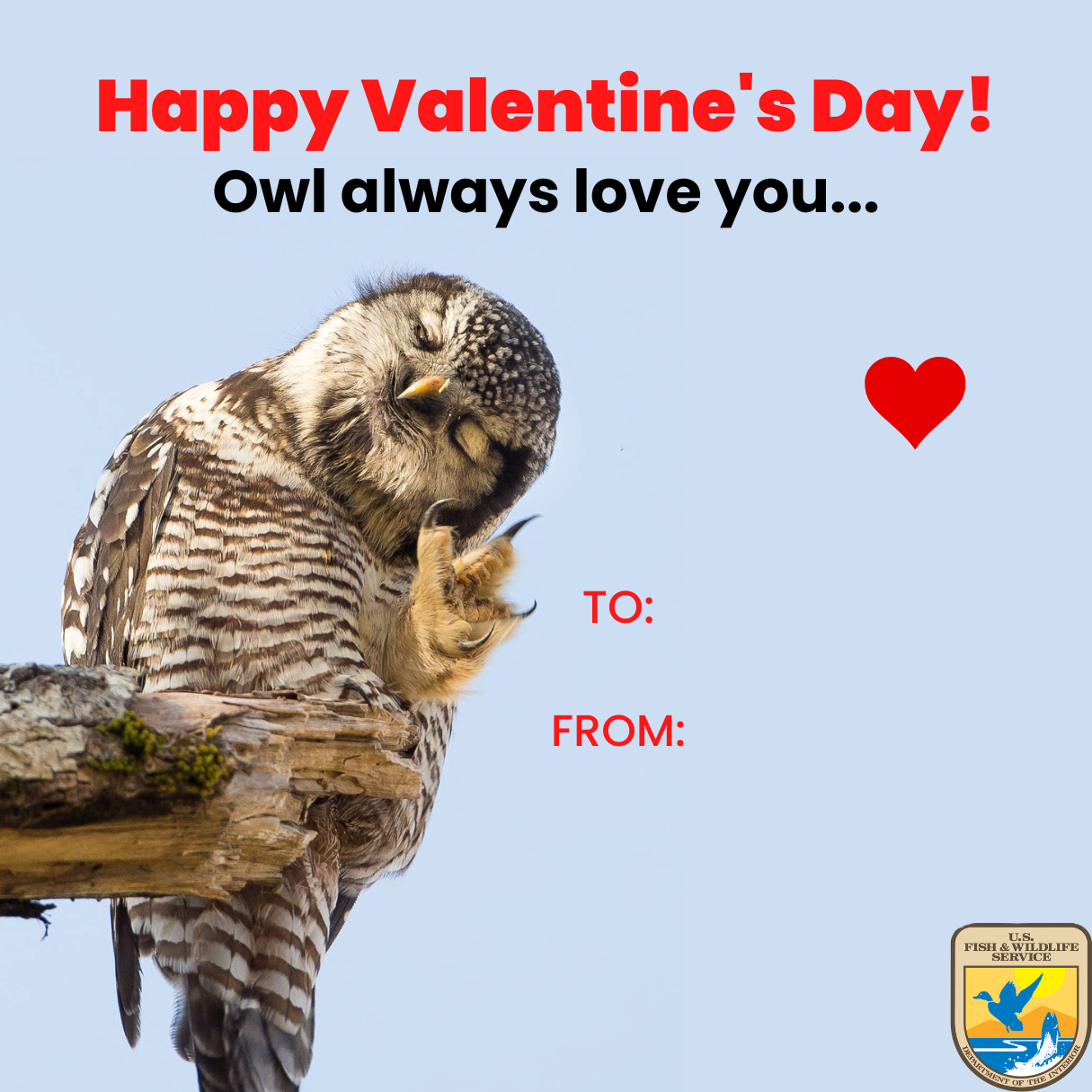 Hawk Owl Valentine's Day Card.png | FWS.gov