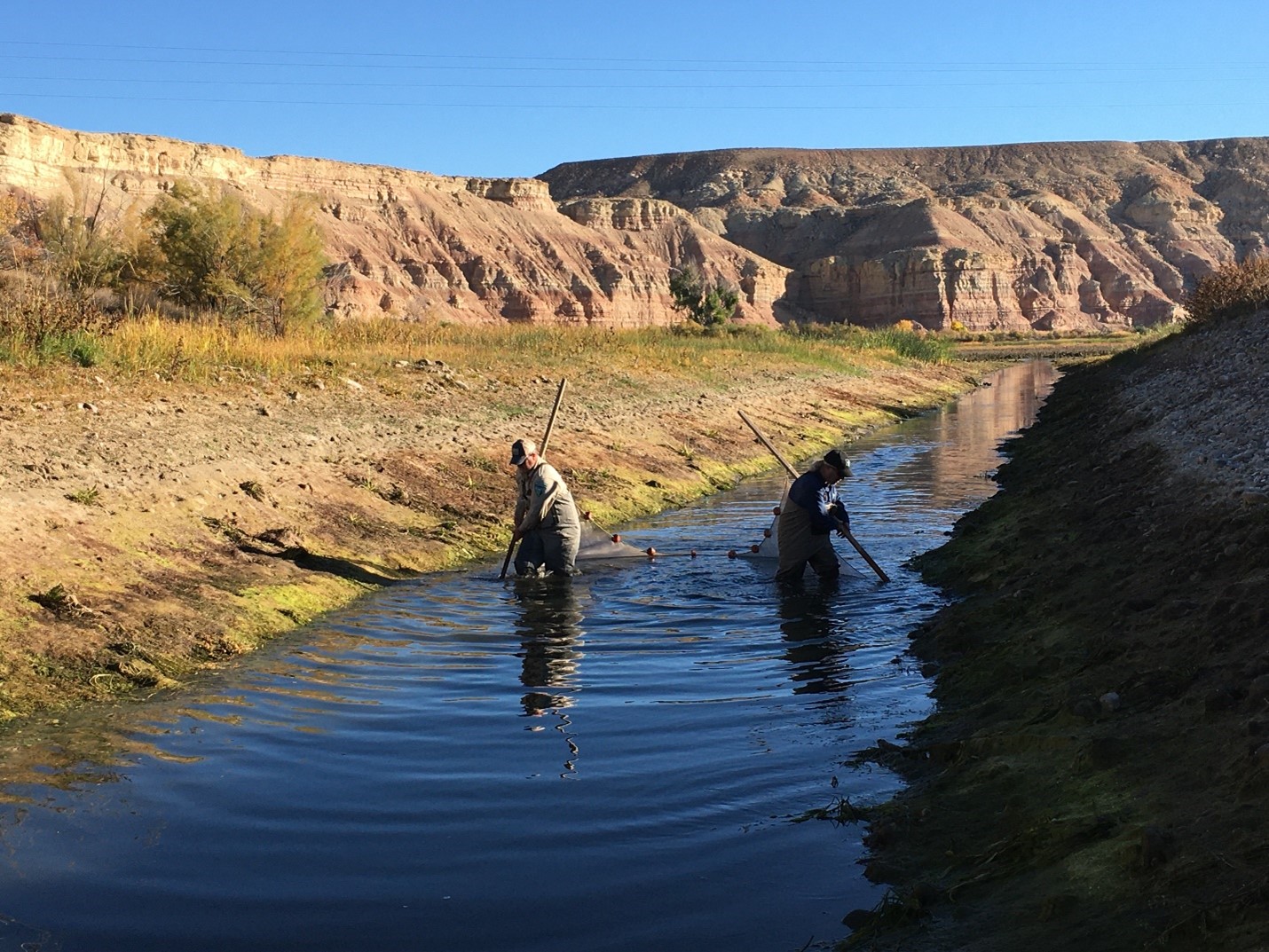 Razorback sucker from Stirrup Wetland Green River.jpg | FWS.gov