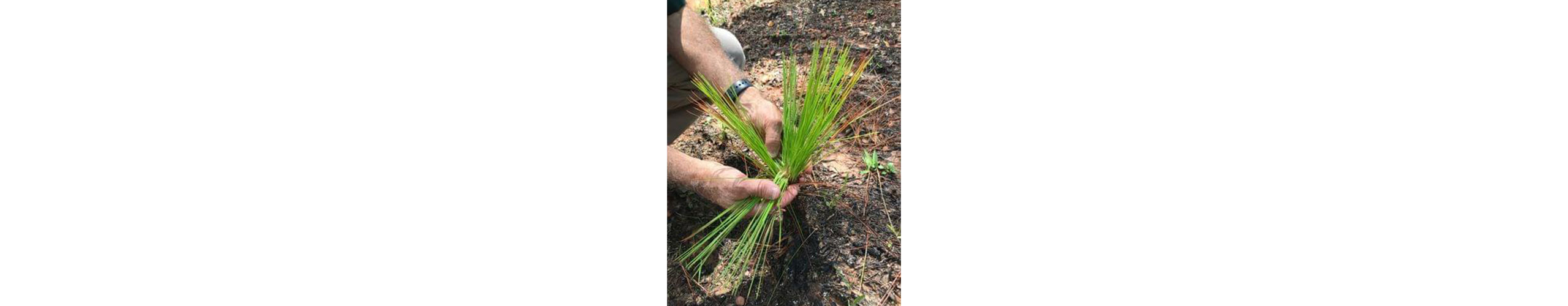 Longleaf pine seedling | FWS.gov
