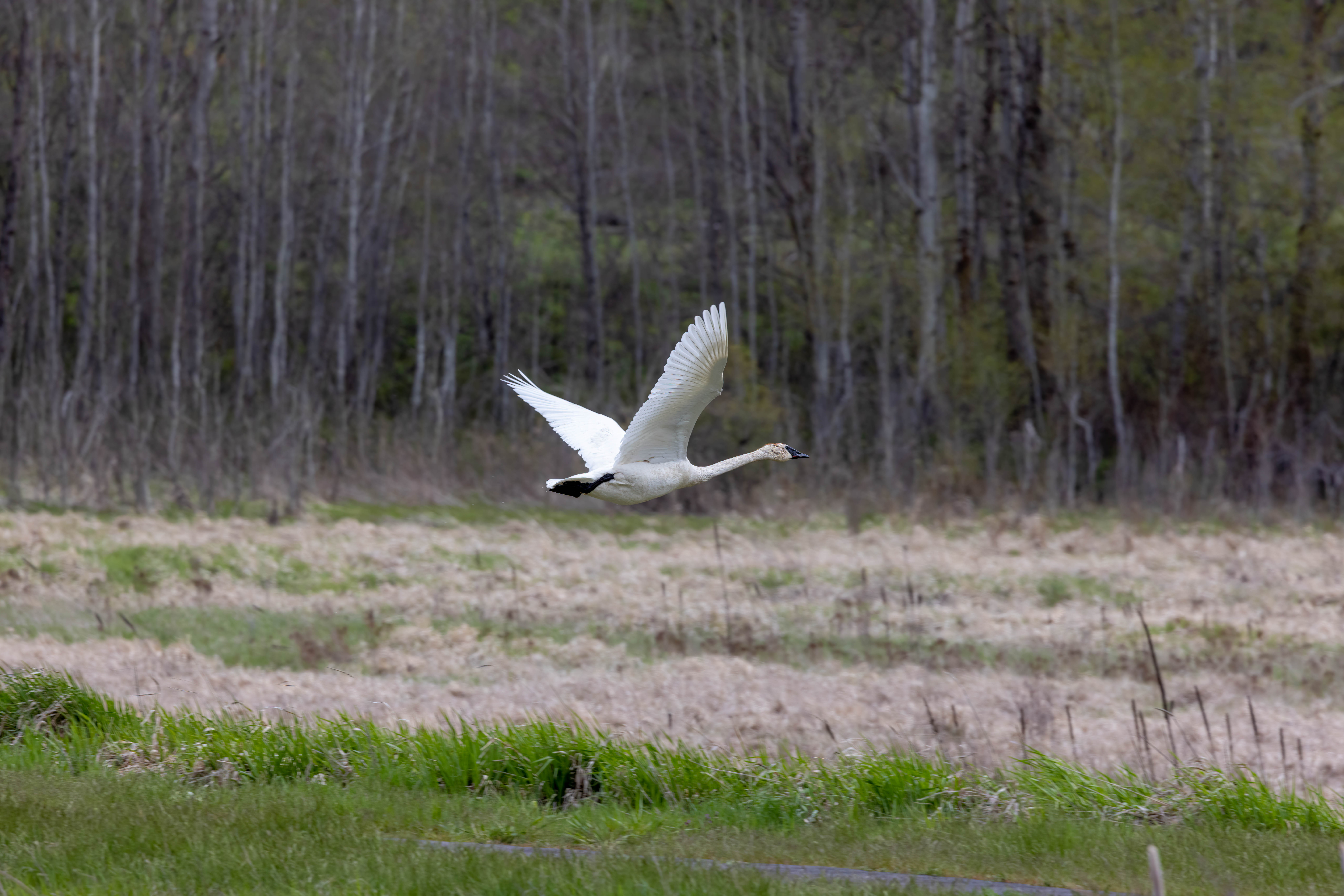 Turnbull NWR - Swan Flying | FWS.gov