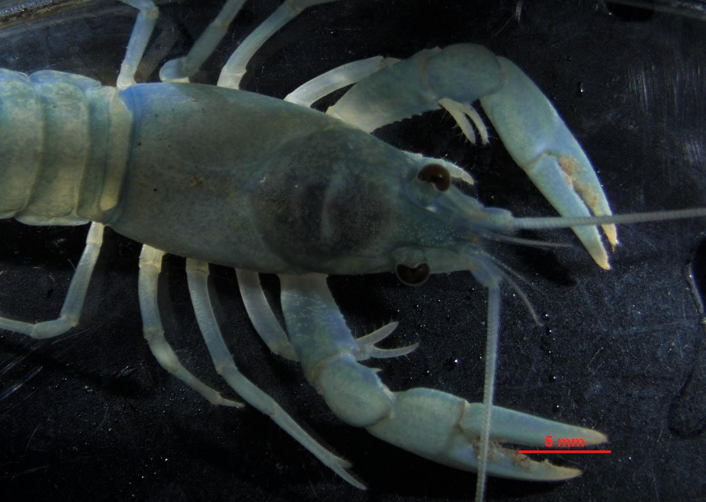 Big Sandy crayfish | FWS.gov