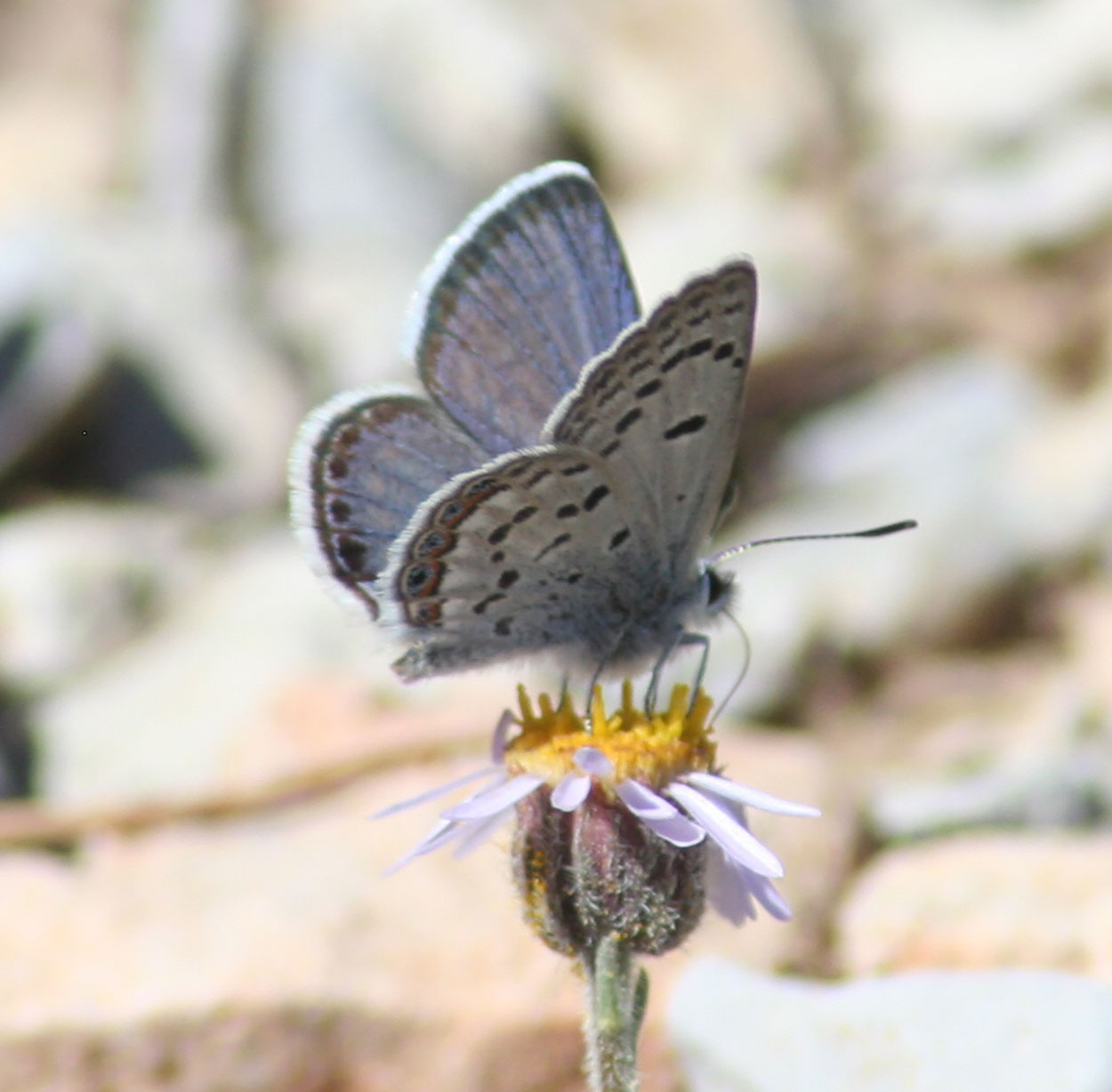 Mount Charleston Blue Butterfly | FWS.gov