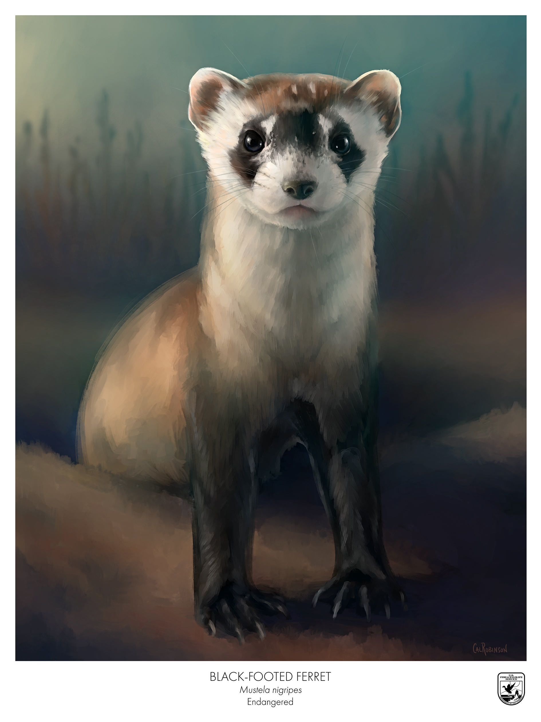 ESA at 50: Black-footed ferret poster | FWS.gov