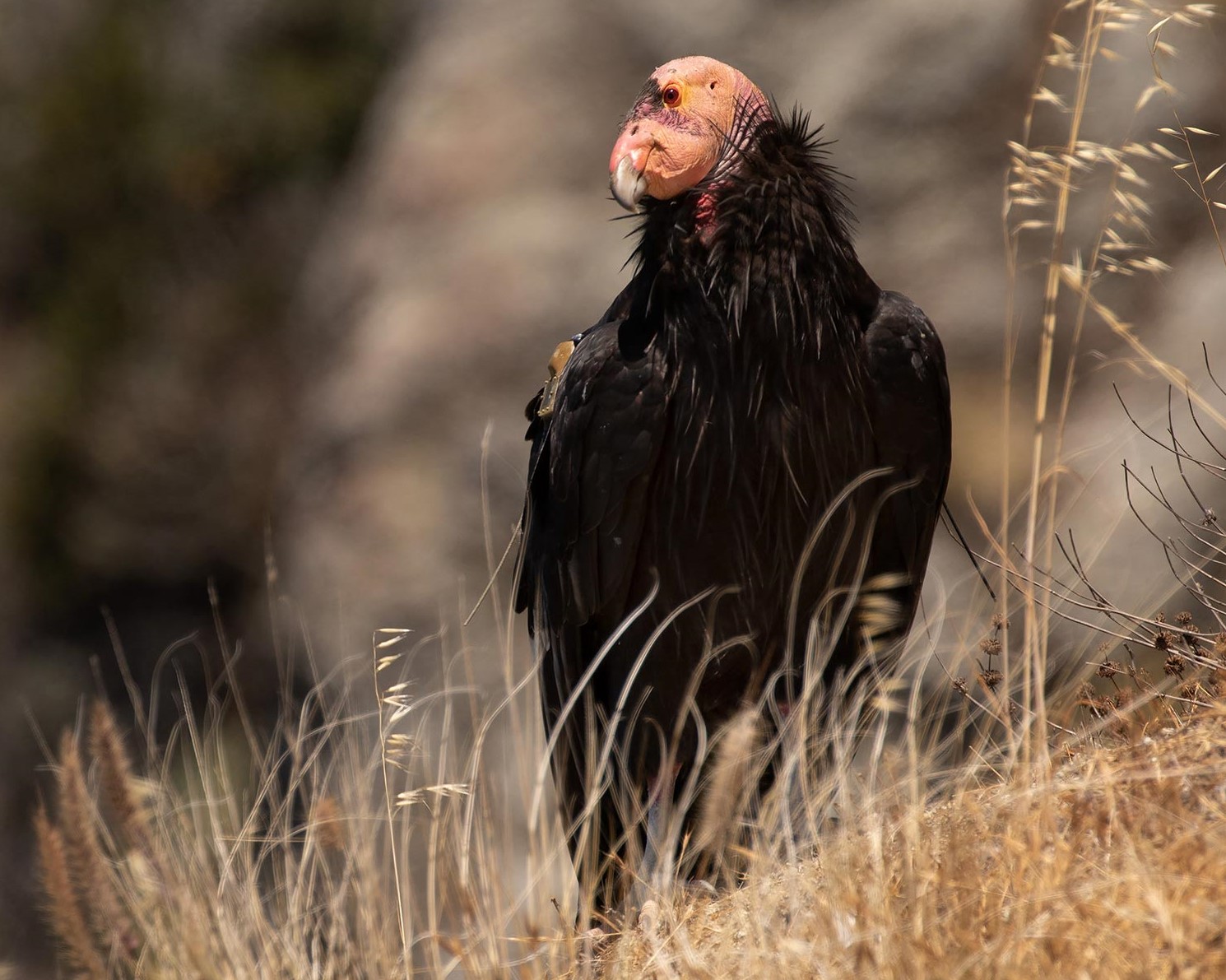 Condor 550 in grass | FWS.gov