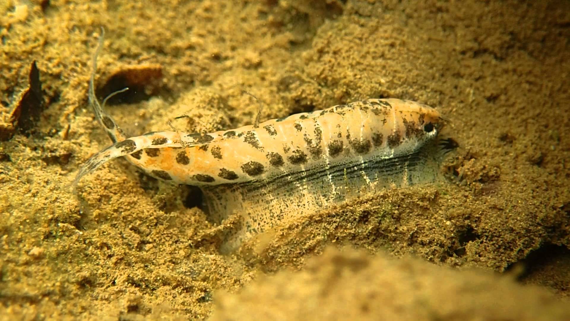 Mussel mamas lure host fish | FWS.gov