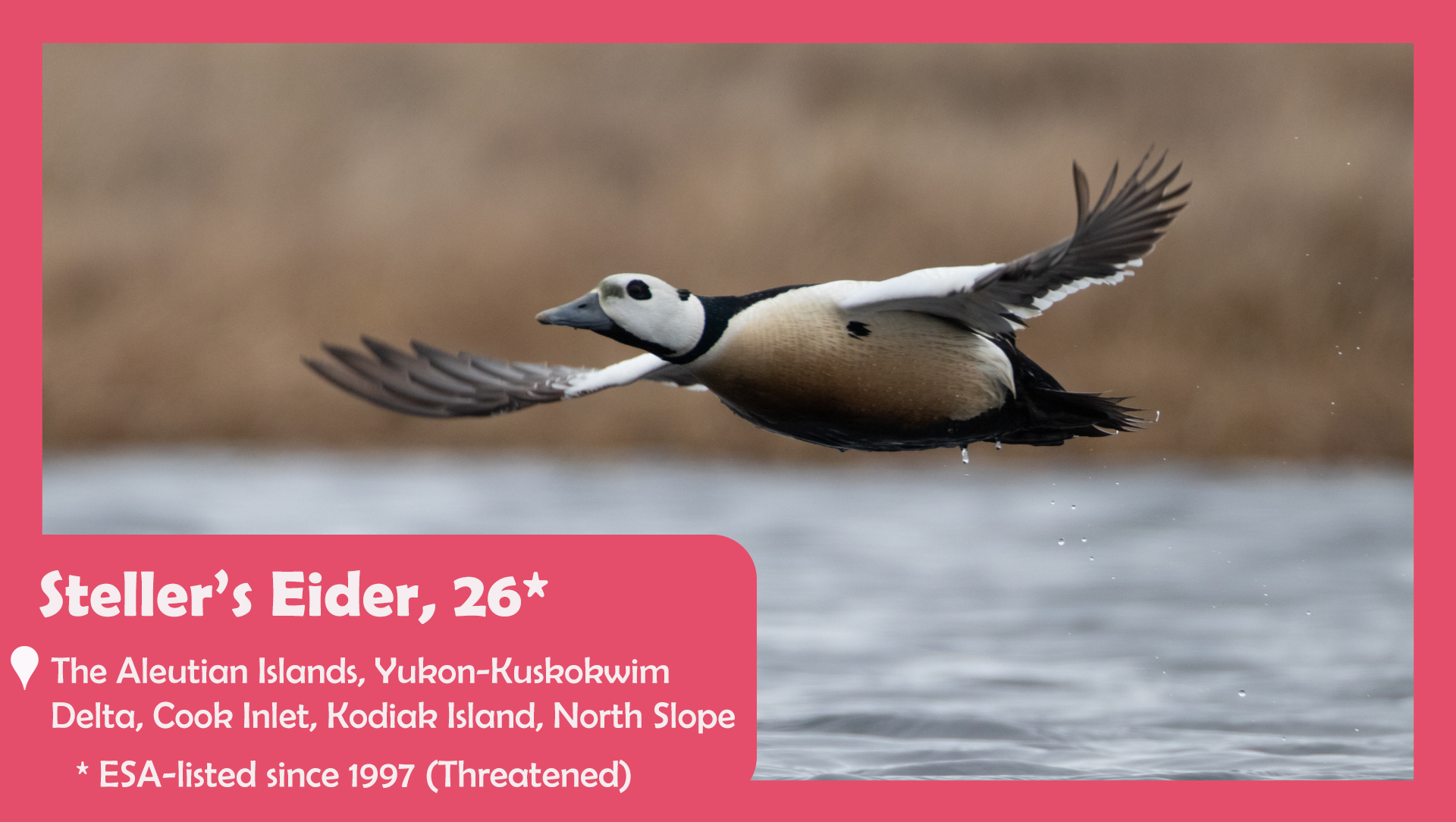 Stellar'sEider-Bio.png | FWS.gov