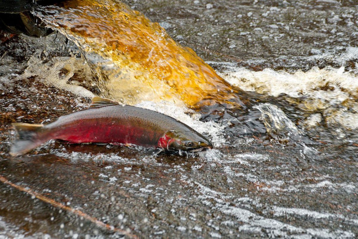 Spawning coho salmon | FWS.gov