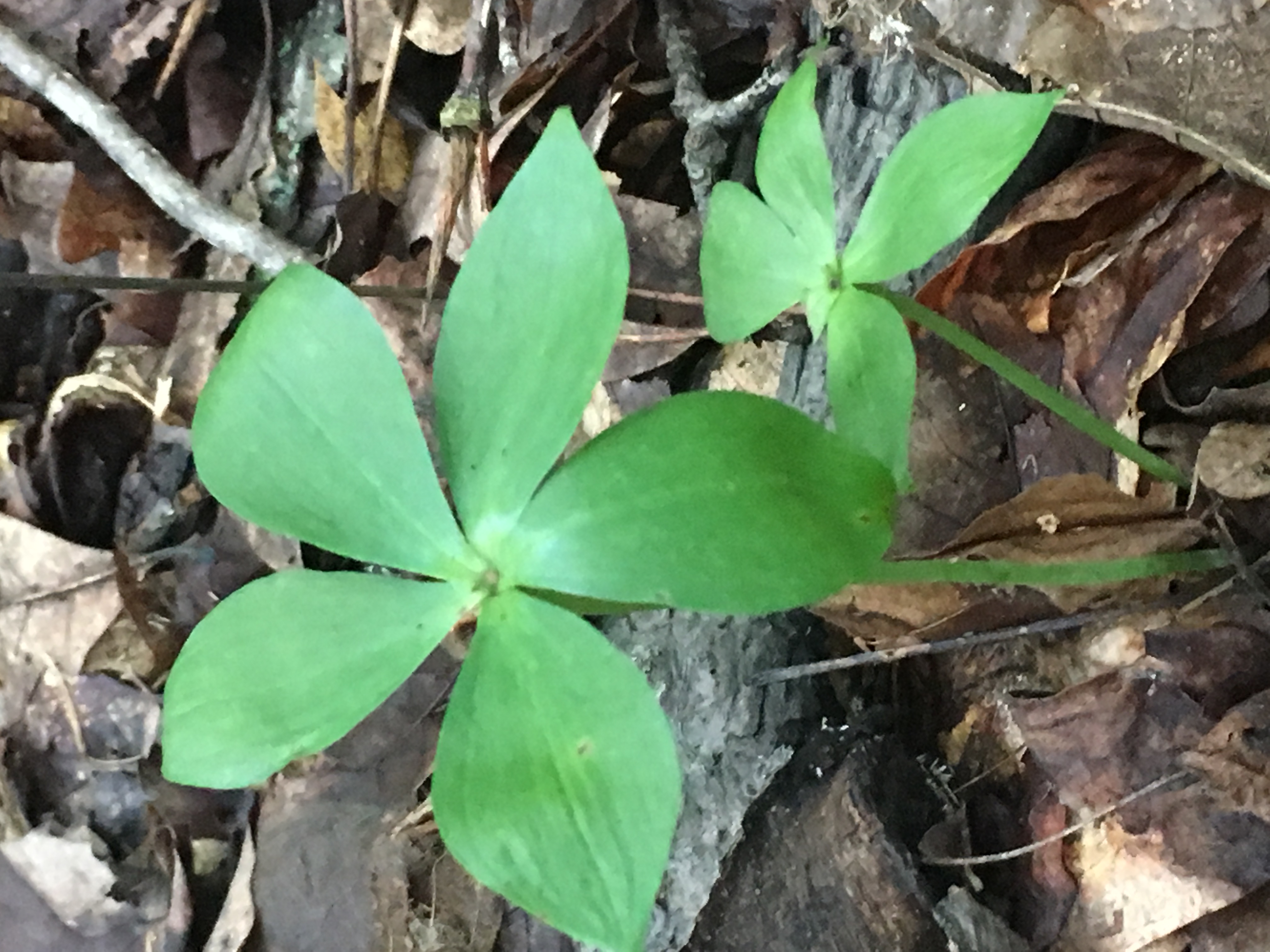 small whorled pogonia | FWS.gov