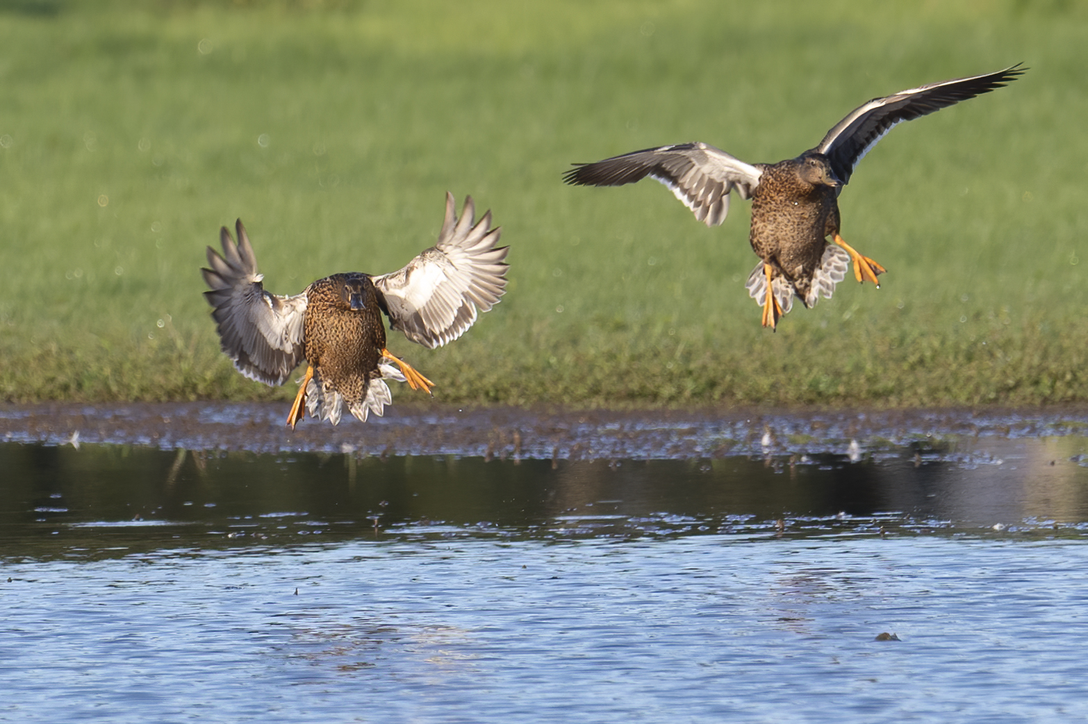 Hawaiian Ducks Come in for a Landing | FWS.gov