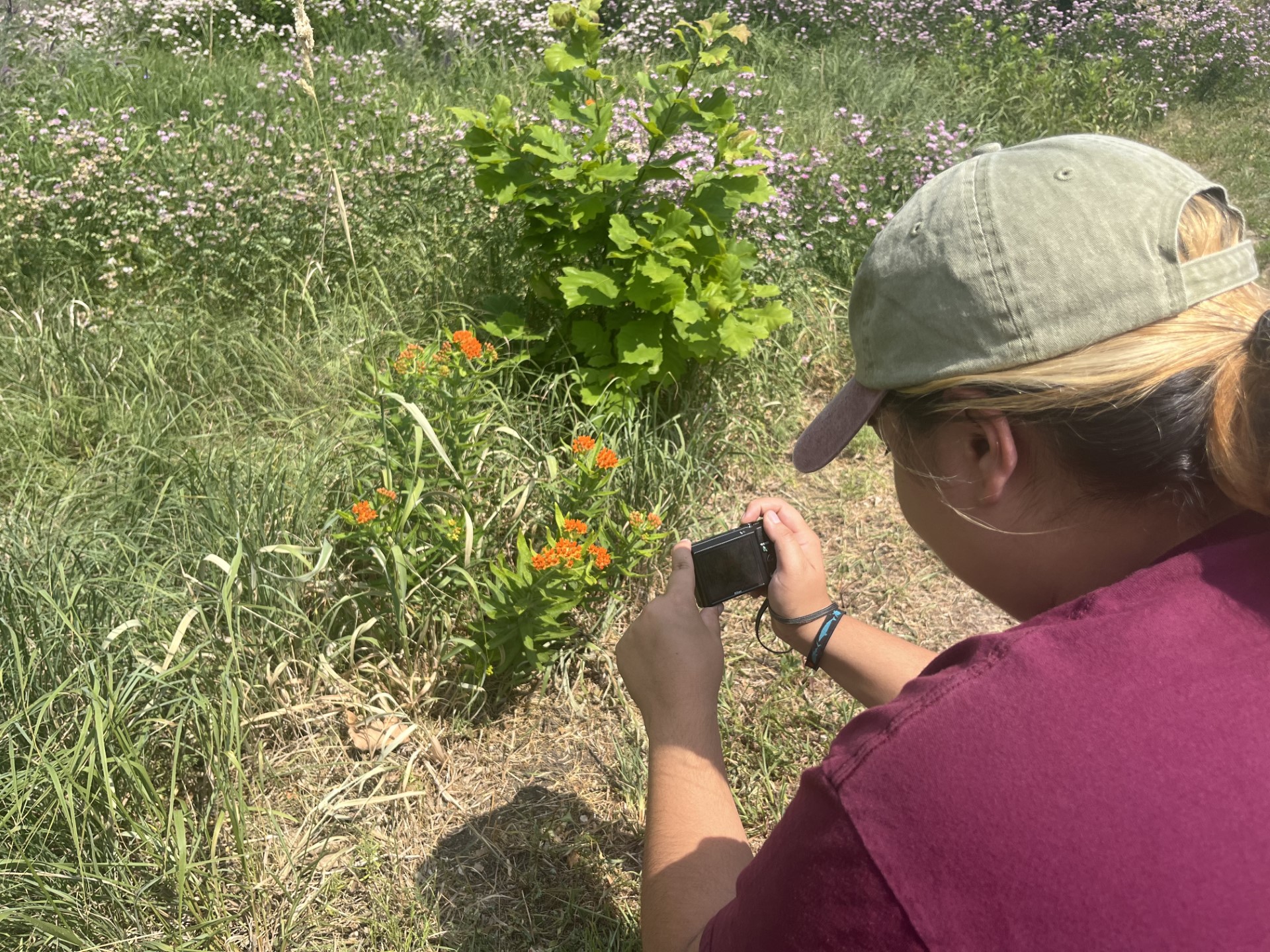 Photographing a Butterfly Milkweed with a Digital Camera | FWS.gov
