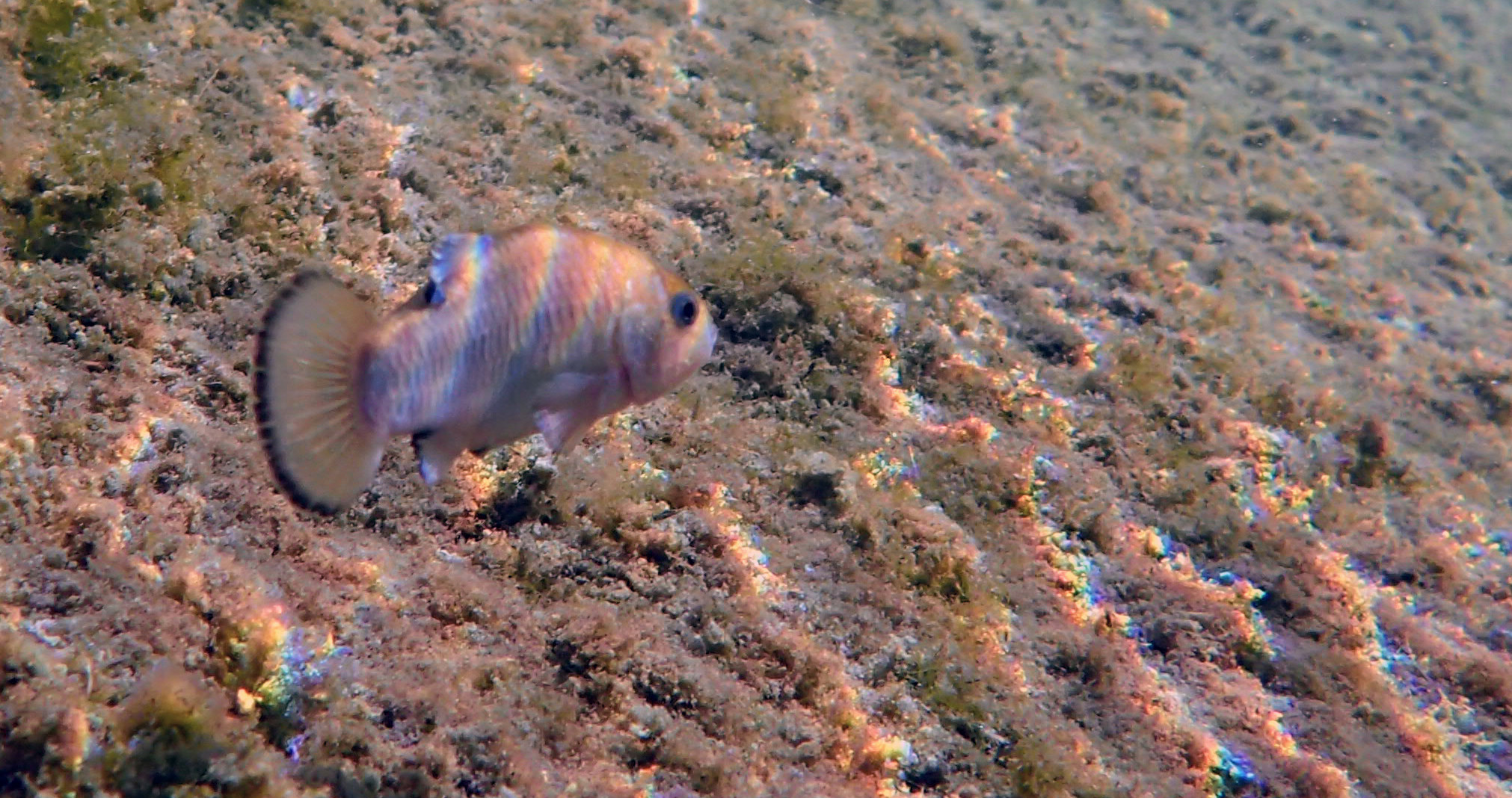 Amargosa pupfish at Ash Meadows Refuge | FWS.gov