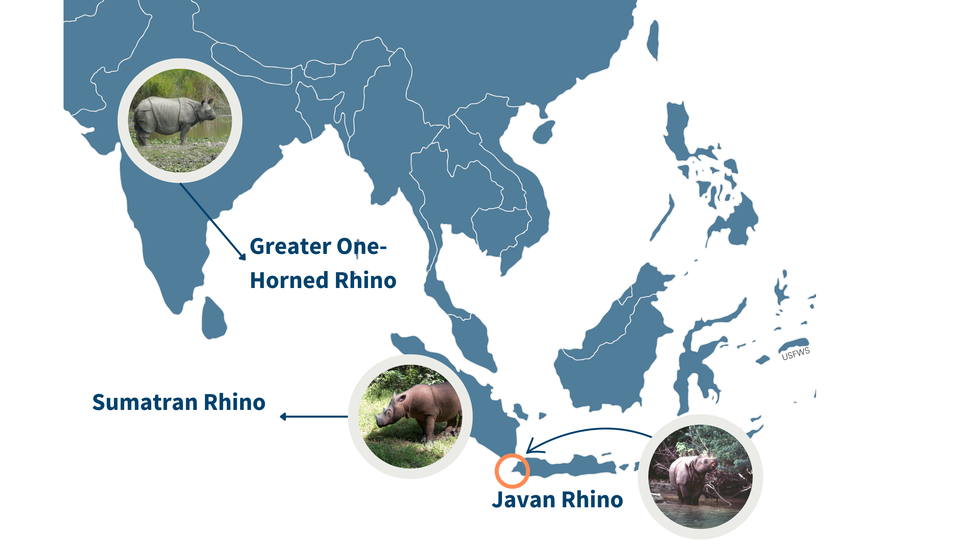 Three Asian rhino species | FWS.gov