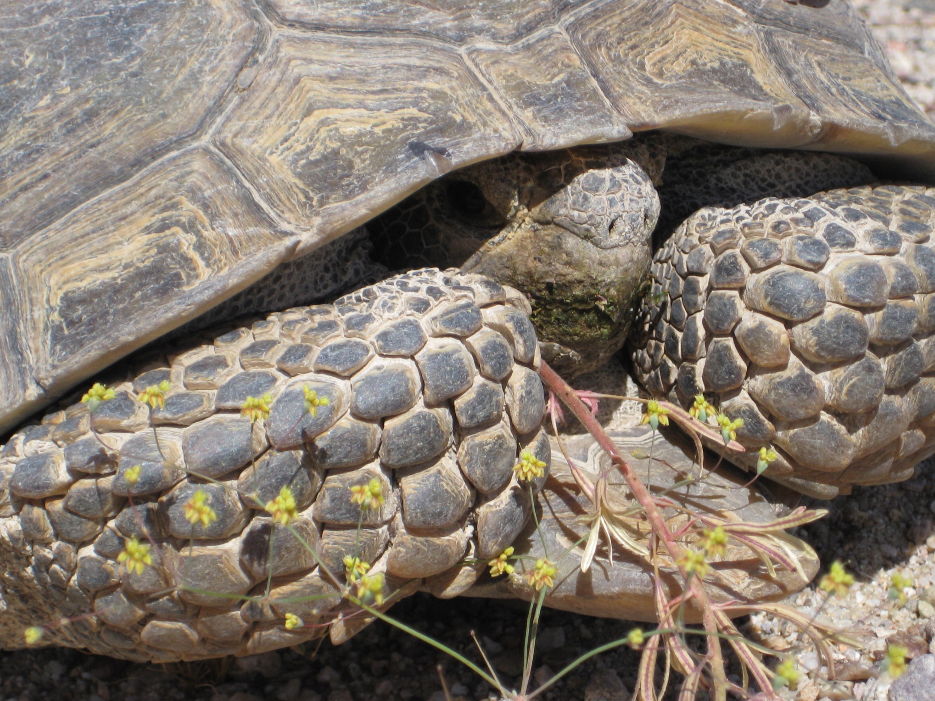 Desert Tortoise Eating | FWS.gov