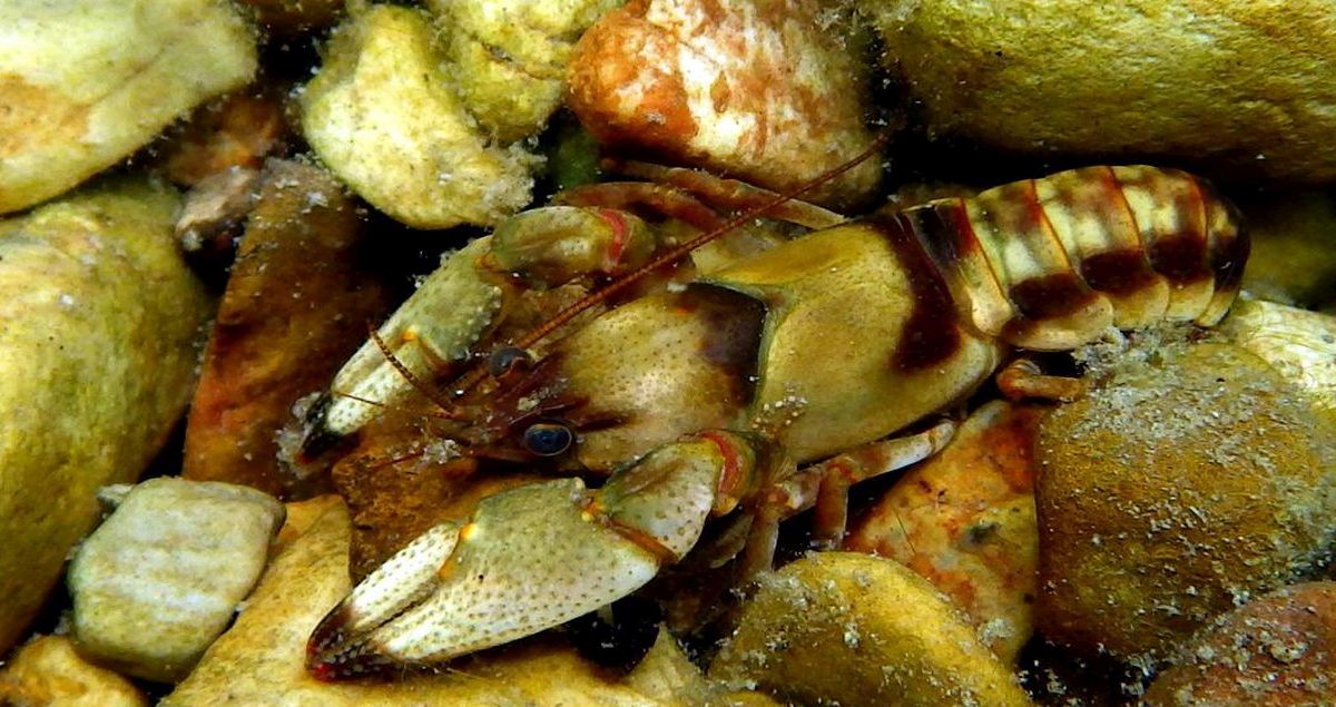 Gap-ringed Crayfish (2).jpg | FWS.gov