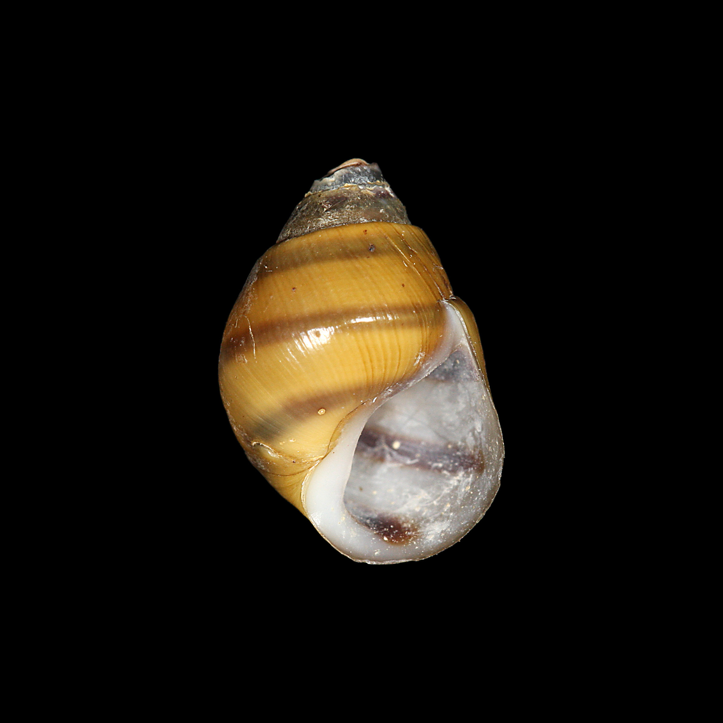 Leptoxis compacta Oblong rocksnail | FWS.gov