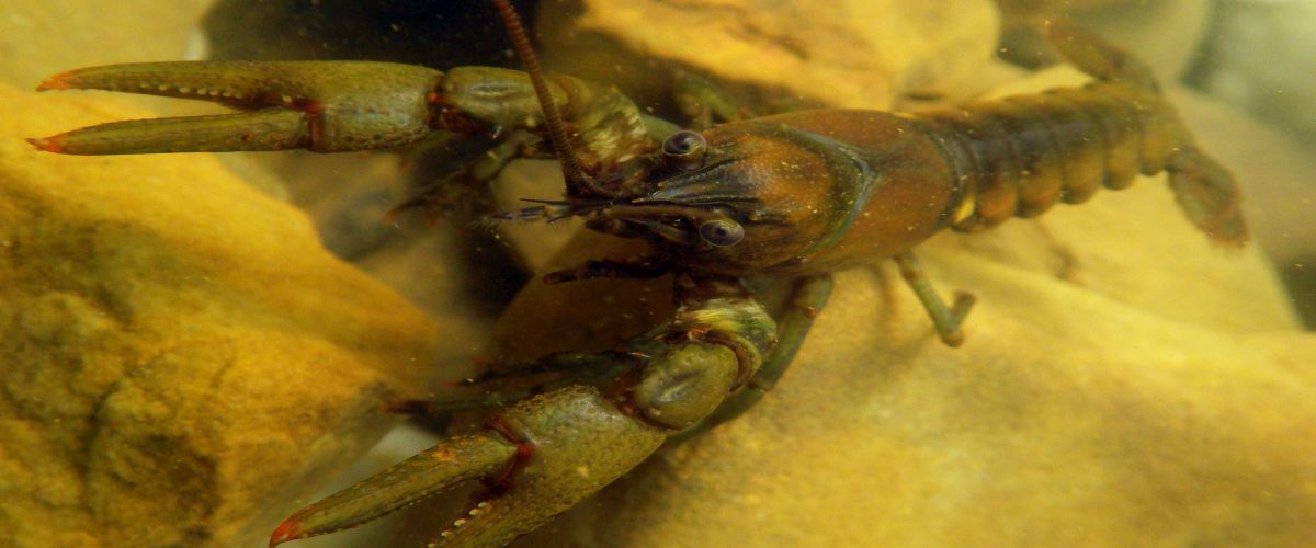 Spring River Crayfish (4).JPG | FWS.gov
