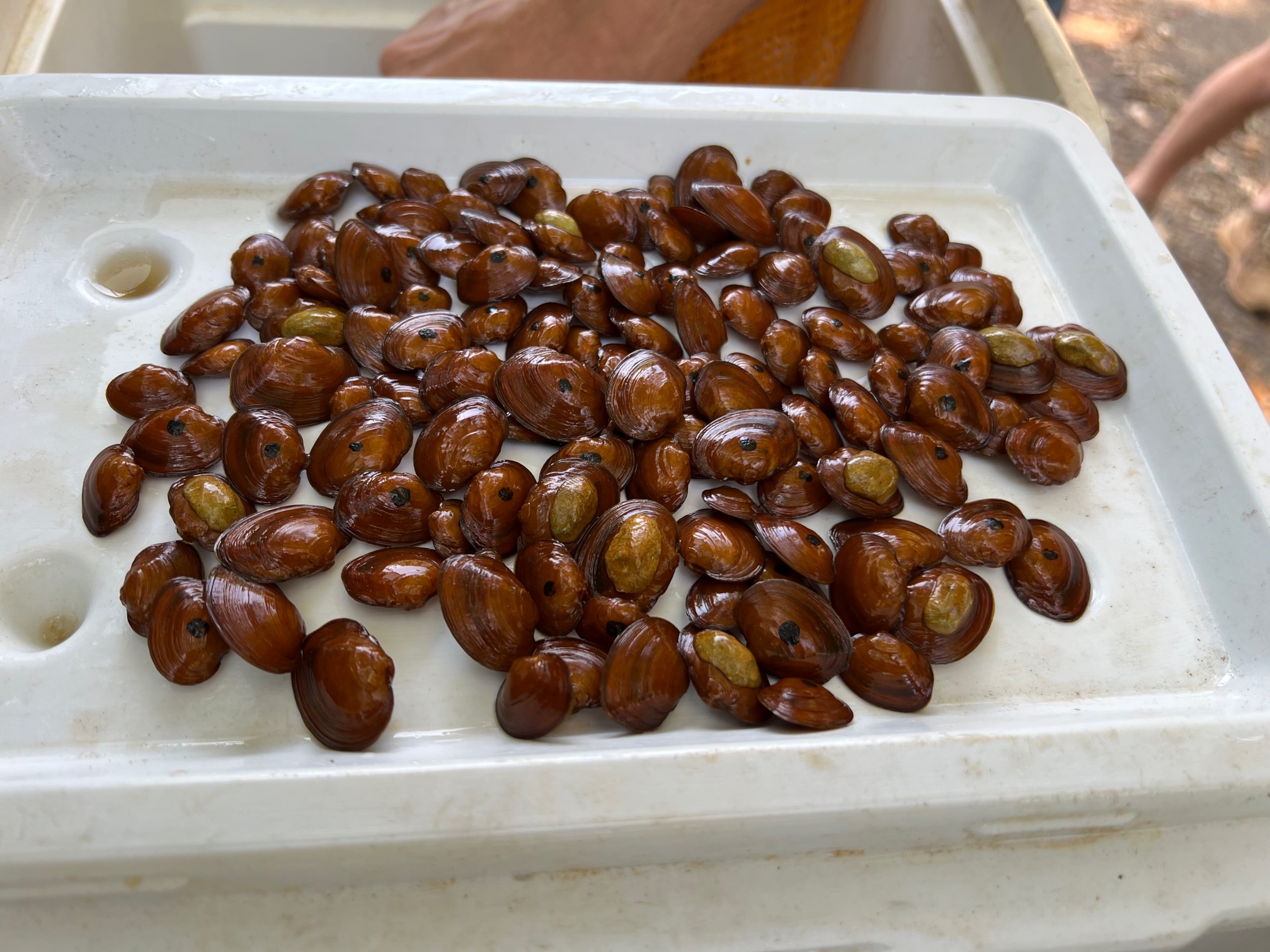 !CCC_before_release_GrangerWaid.jpg | FWS.gov