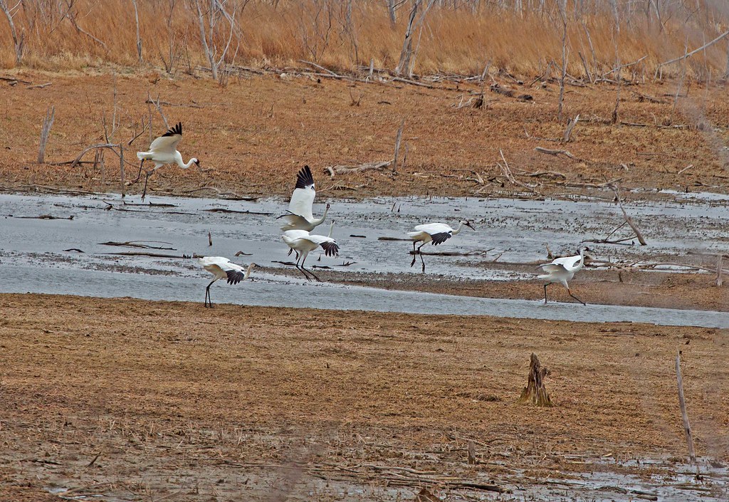 Whooping Cranes | FWS.gov