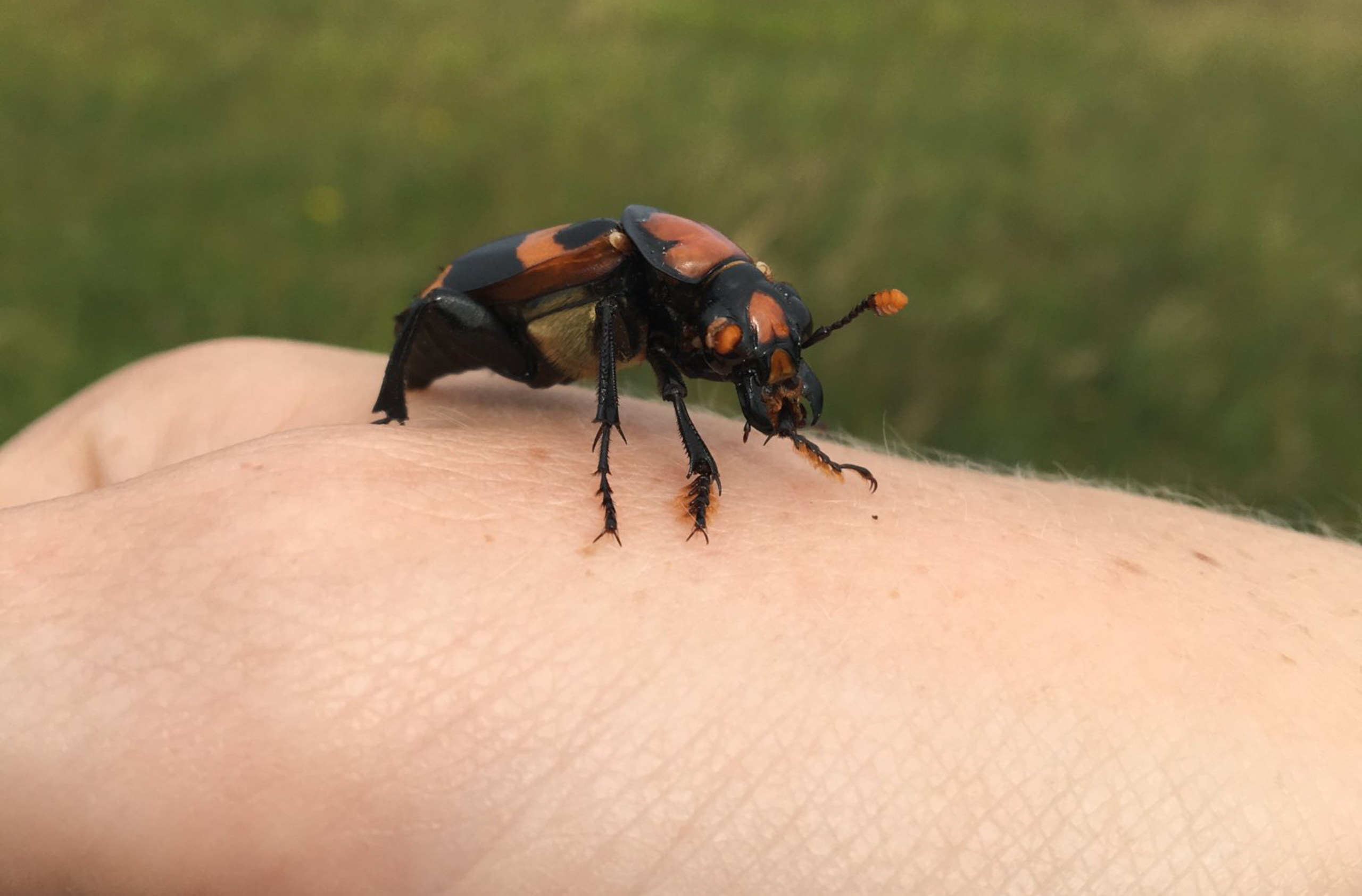 American burying beetle | FWS.gov