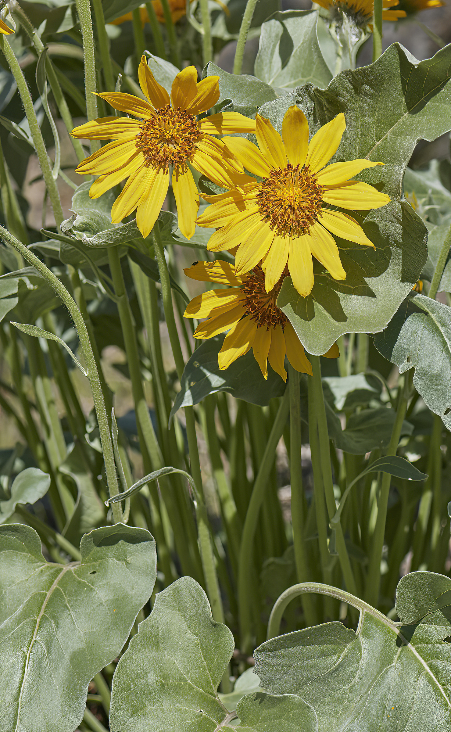Turnbull NWR - Arrowleaf Balsamroot | FWS.gov