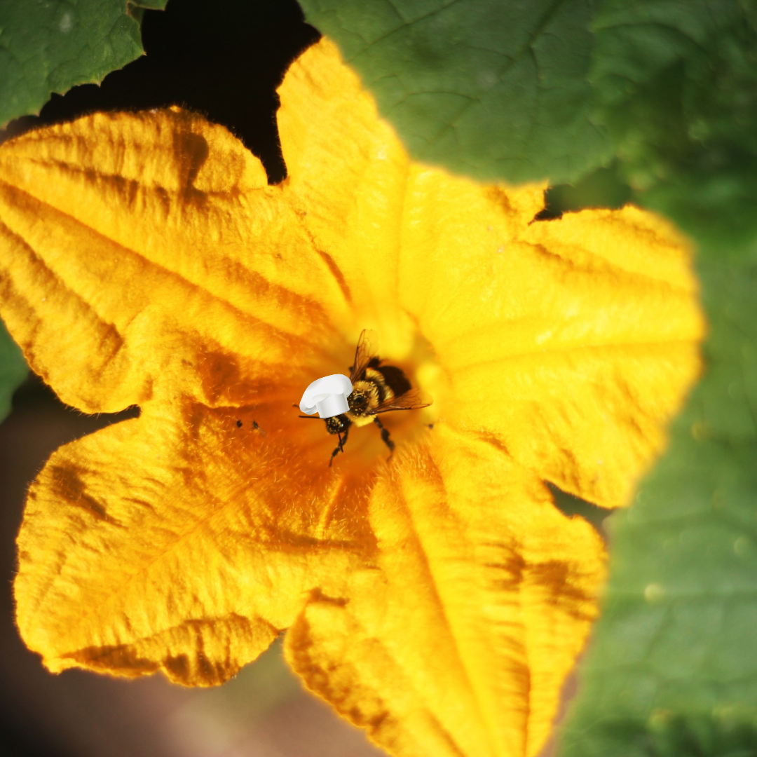 Pollinator Chef - Bee | FWS.gov