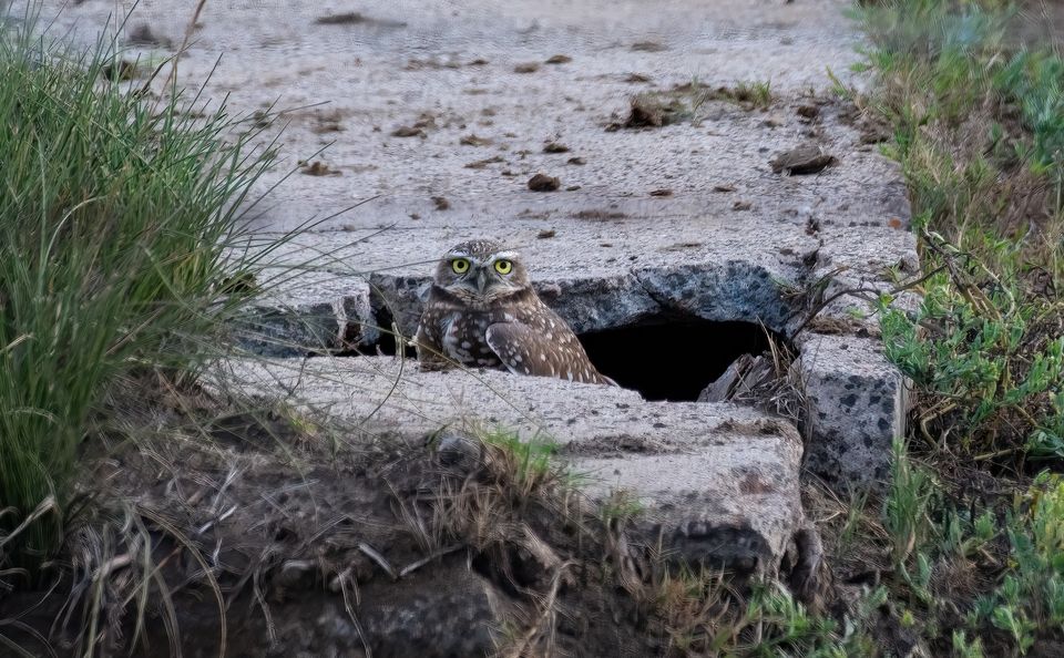 Burrowing owl at Jocelyn Nungaray National Wildlife Refuge, Frozen ...
