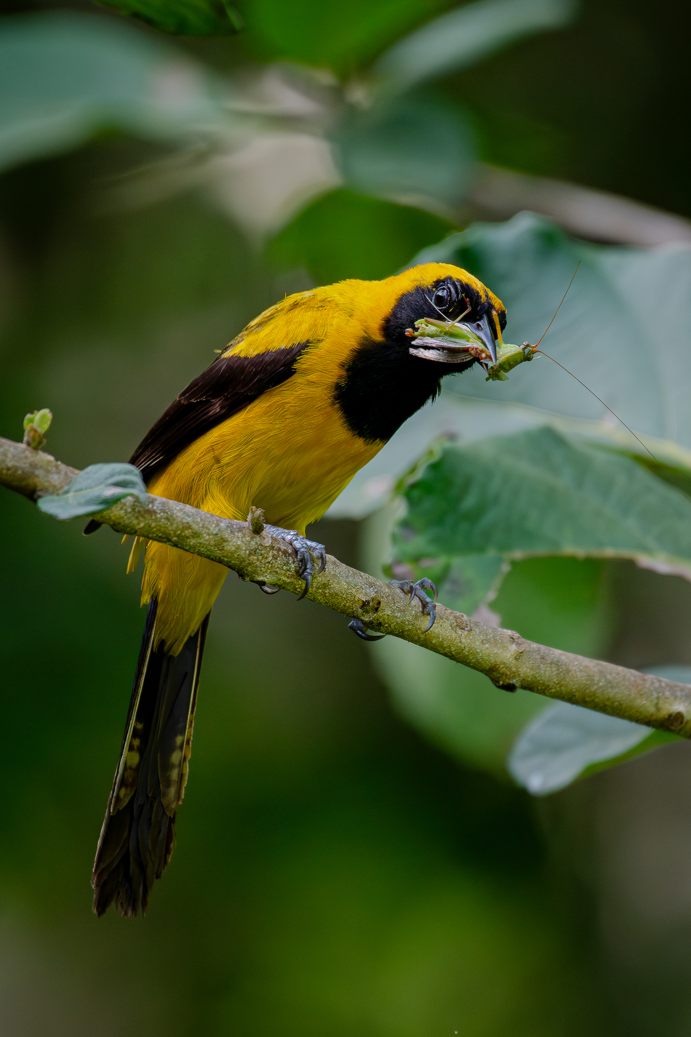 Icterus mesomelas_Yellow tailed Oriole by Ernesto Gomez.jpg | FWS.gov
