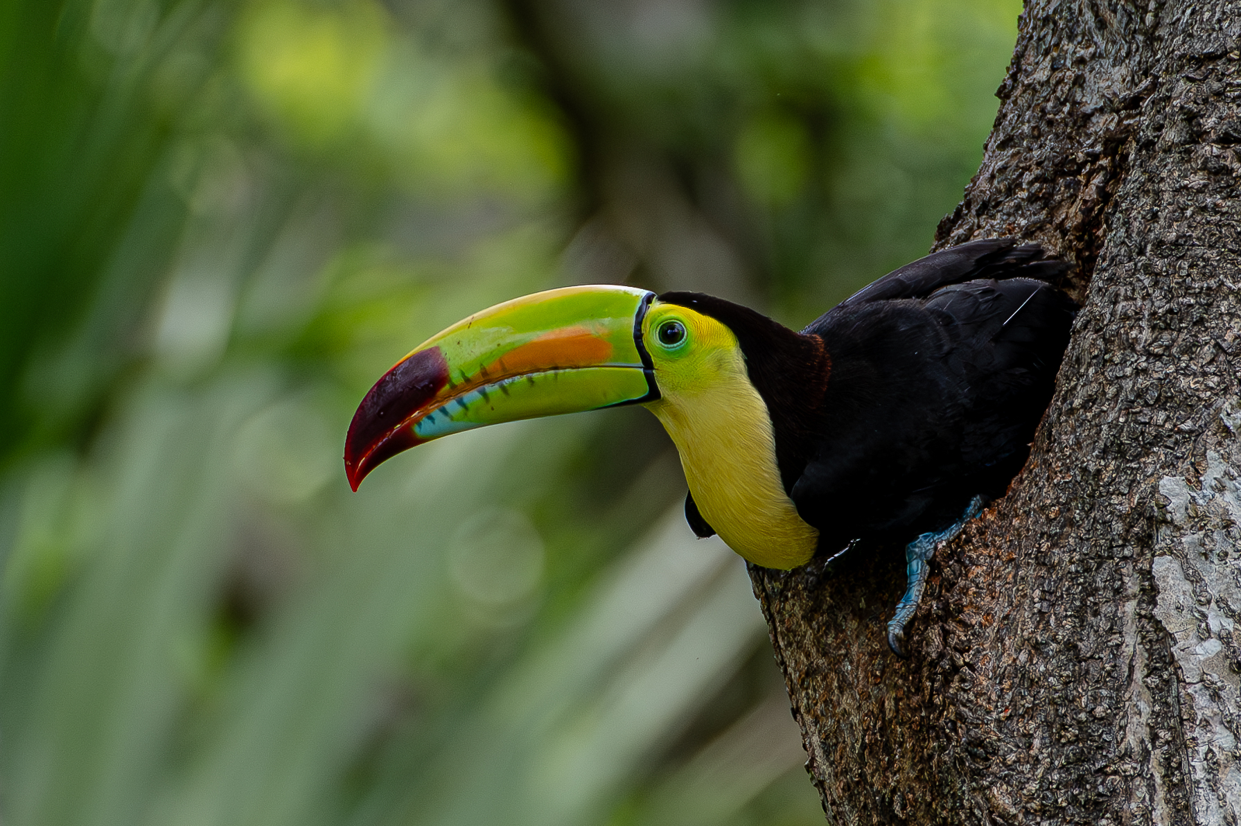 Keel-billed toucan | FWS.gov