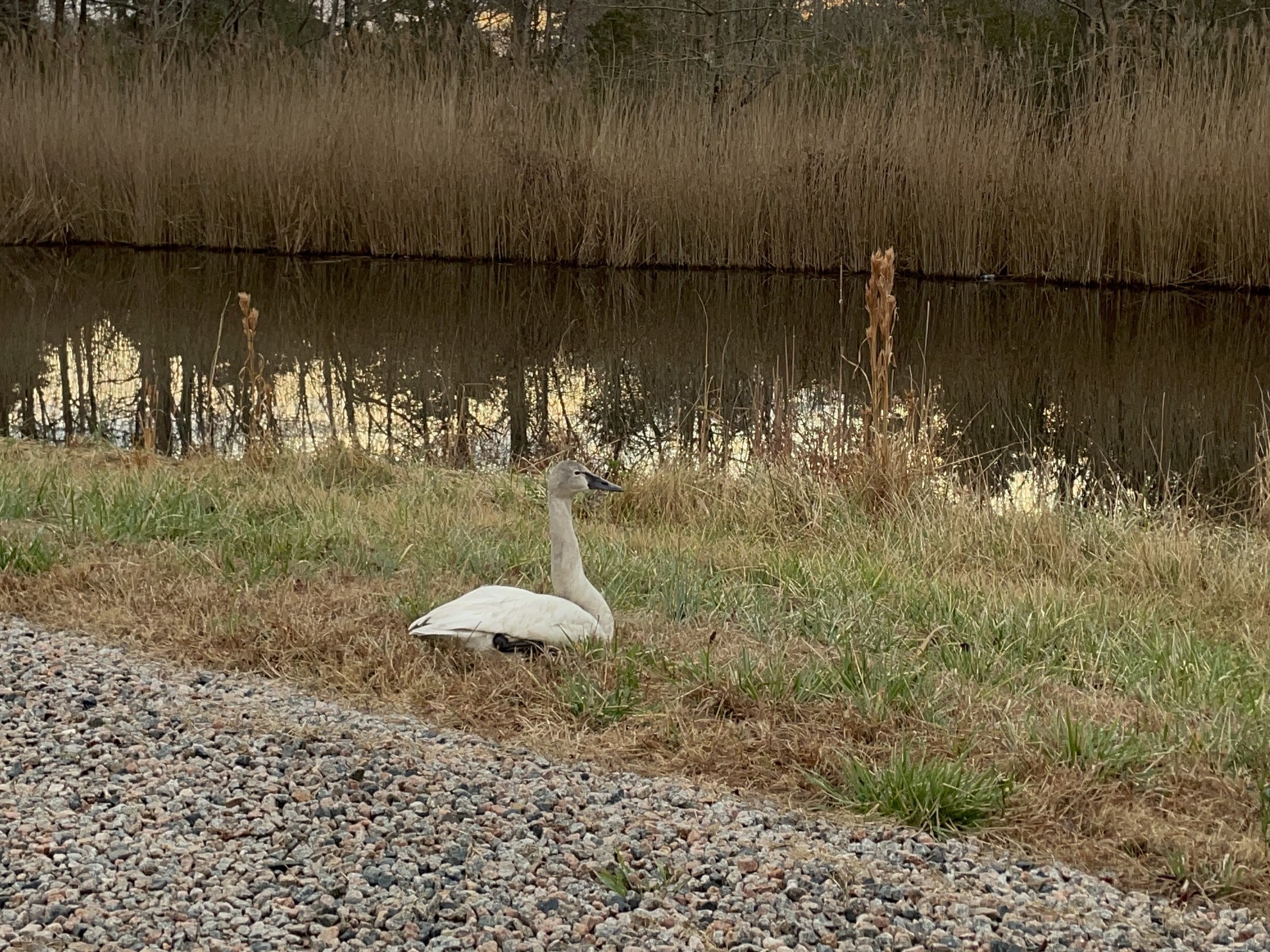 Sick swan at Mattamuskeet National Wildlife Refuge | FWS.gov