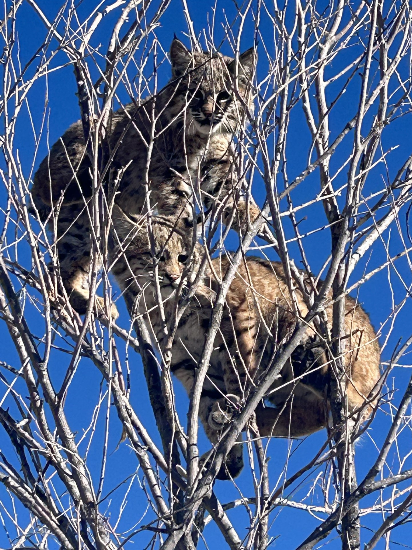 Two bobcats in a tree | FWS.gov