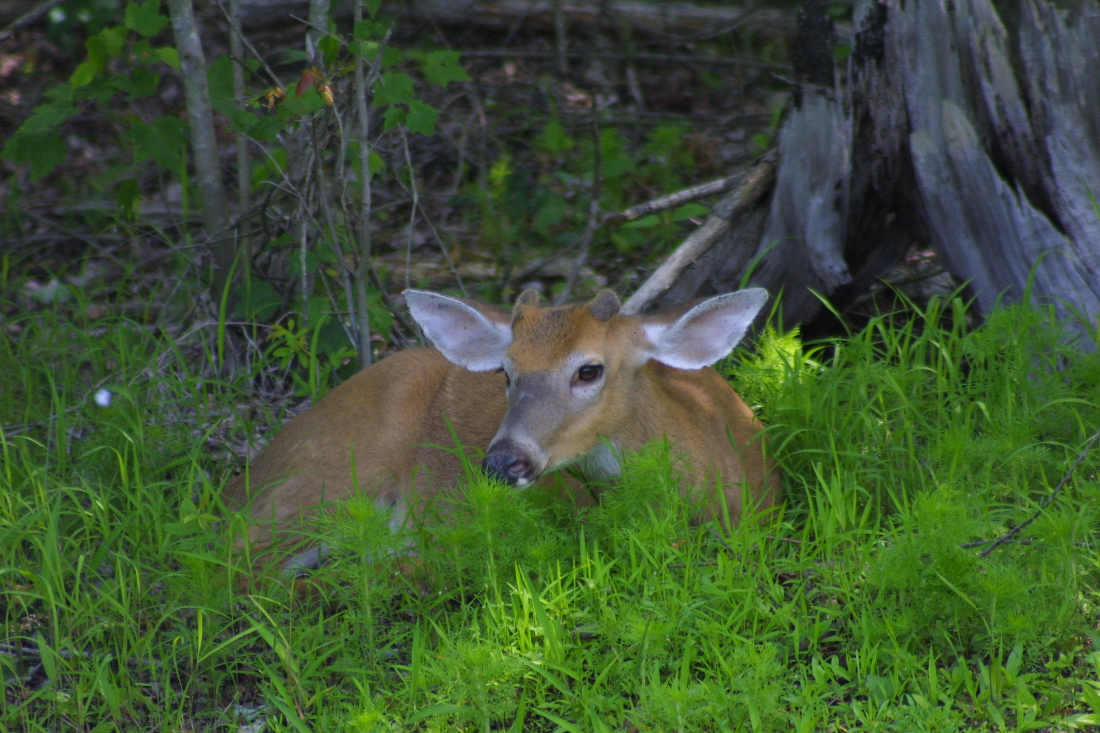 White-tailed Deer with Small Antlers at Roanoke River National Wildlife ...