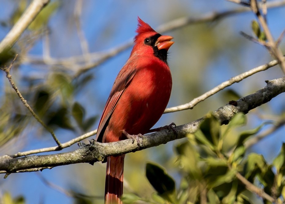 Male-Cardinal-Eastern-Neck-NWR-Donna-Wadsley-12-16-21.jpg | FWS.gov