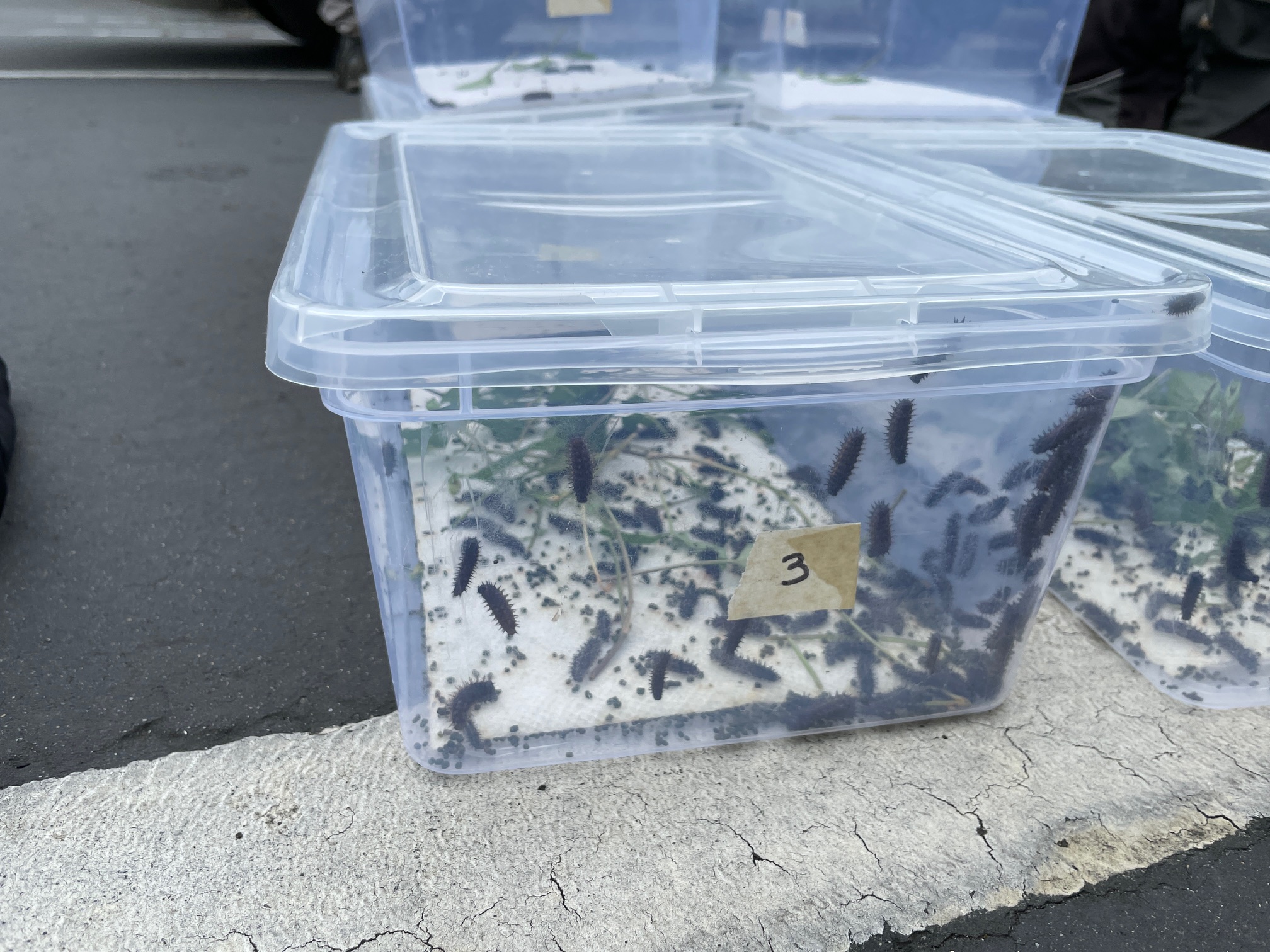 Behren's silverspot butterfly larvae | FWS.gov