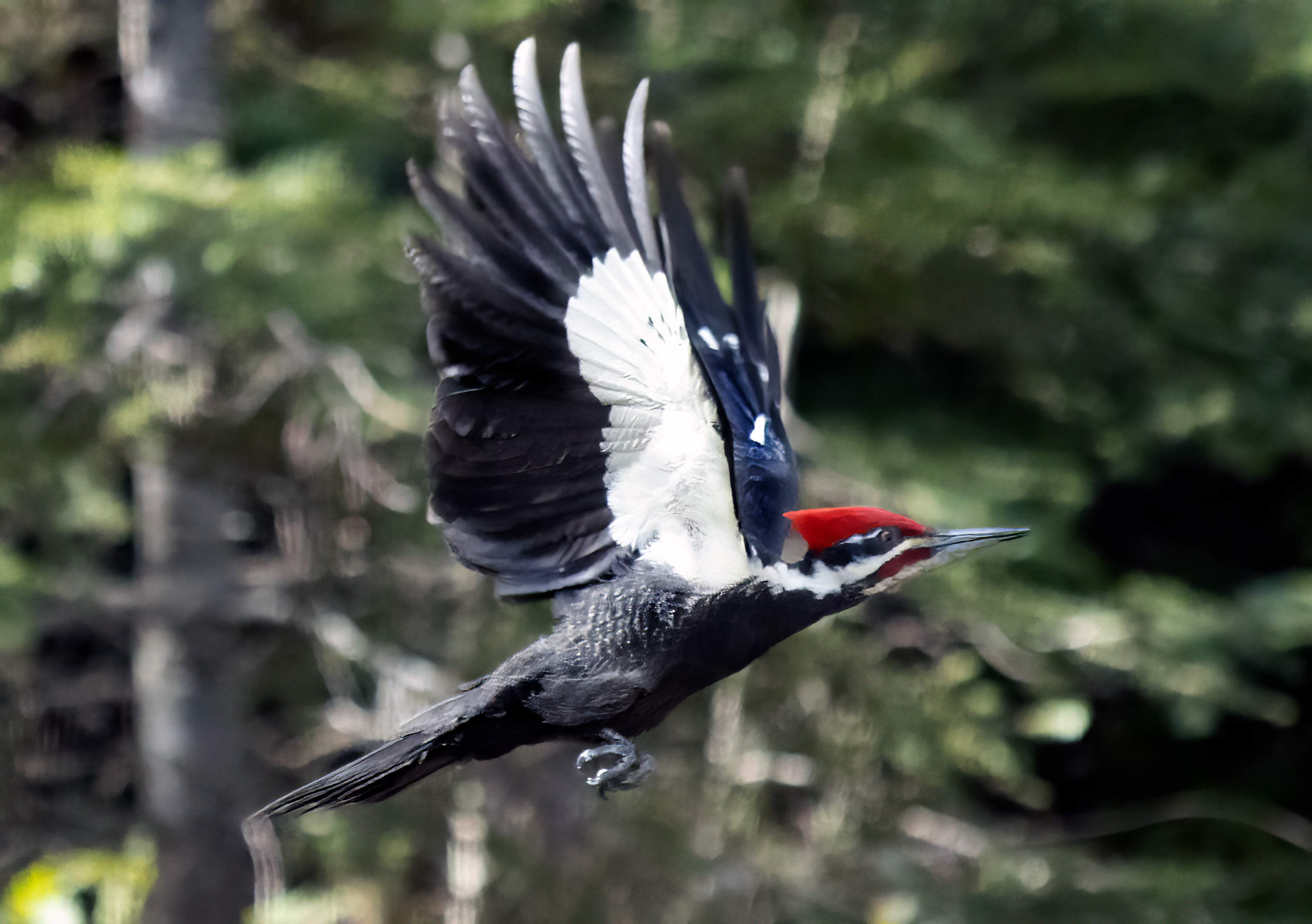Little Pend Oreille NWR - Pileated Woodpecker in Flight | FWS.gov