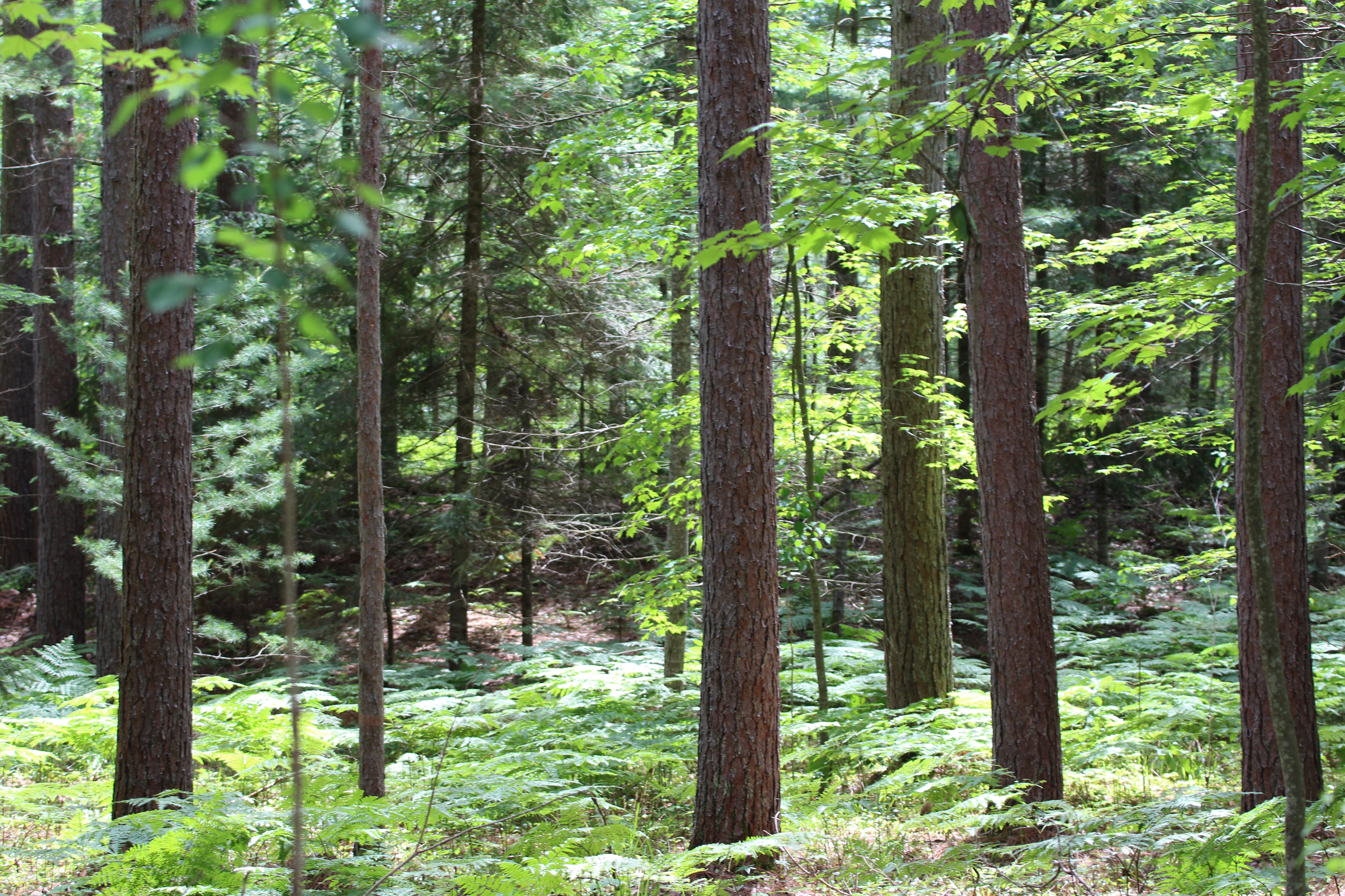 Red pine forest | FWS.gov
