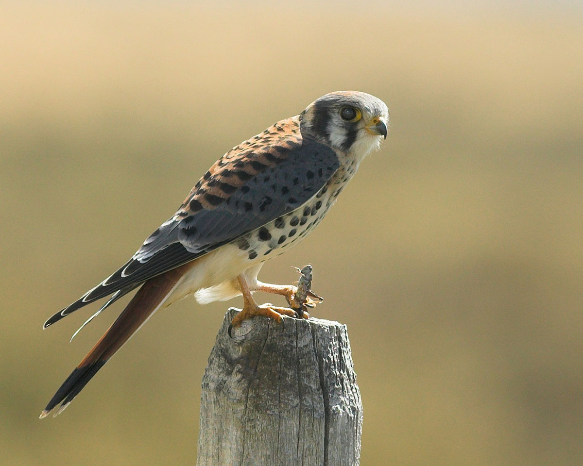 American Kestrel | FWS.gov