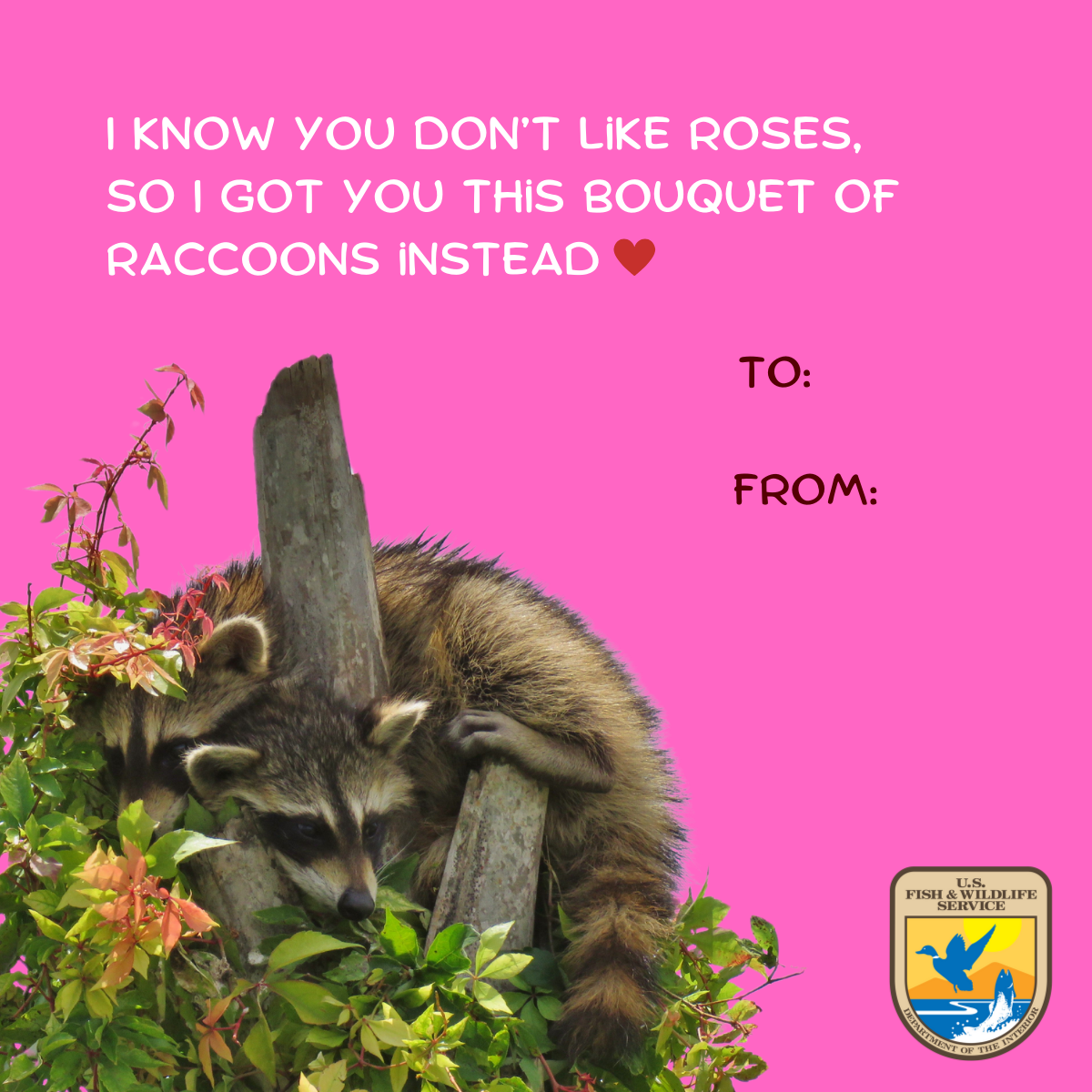 Raccoon Valentine's day card | FWS.gov