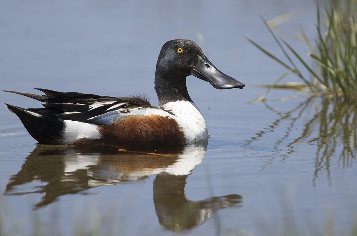 Drake Northern Shoveler | FWS.gov