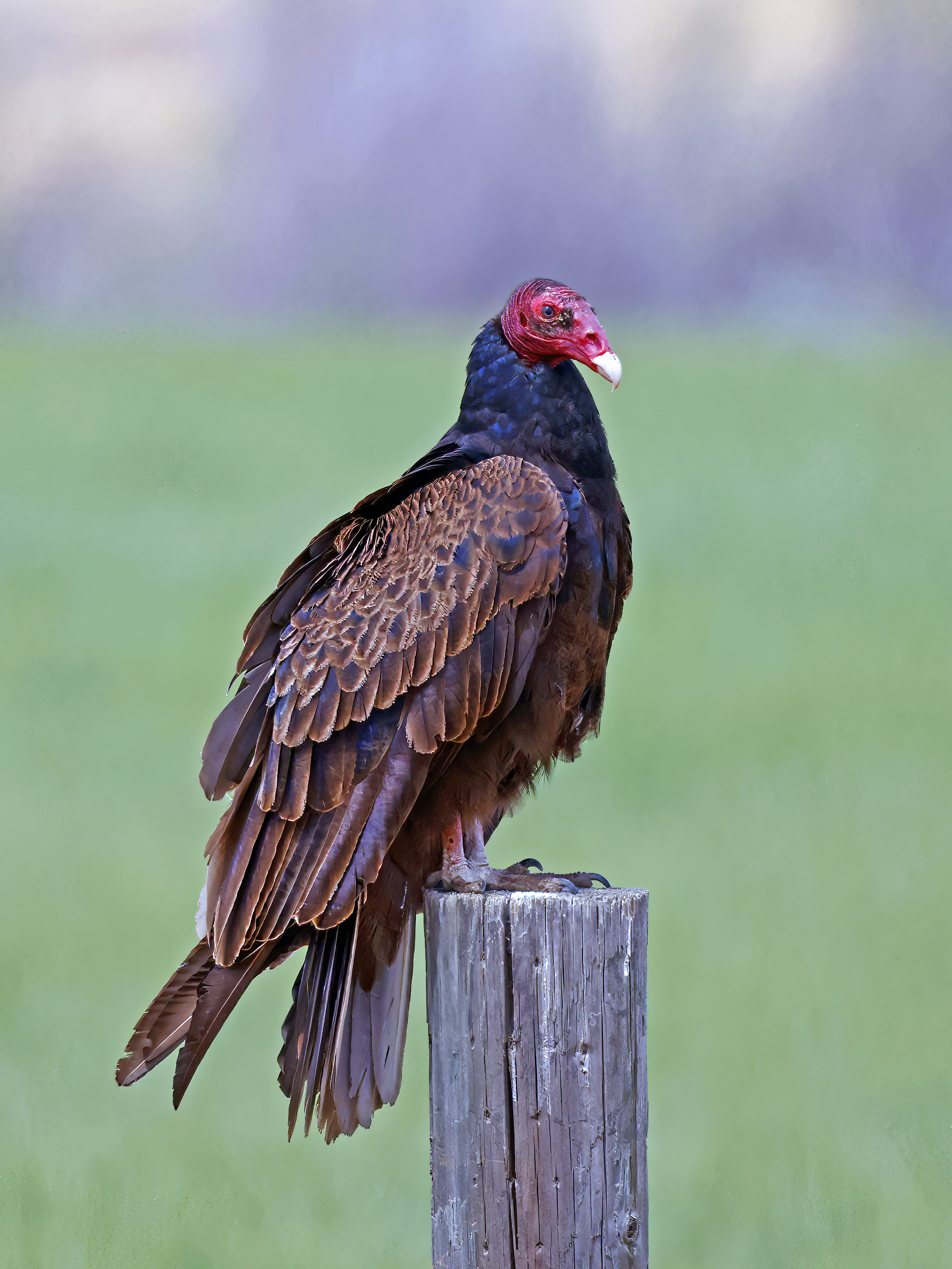 Turkey Vulture | FWS.gov