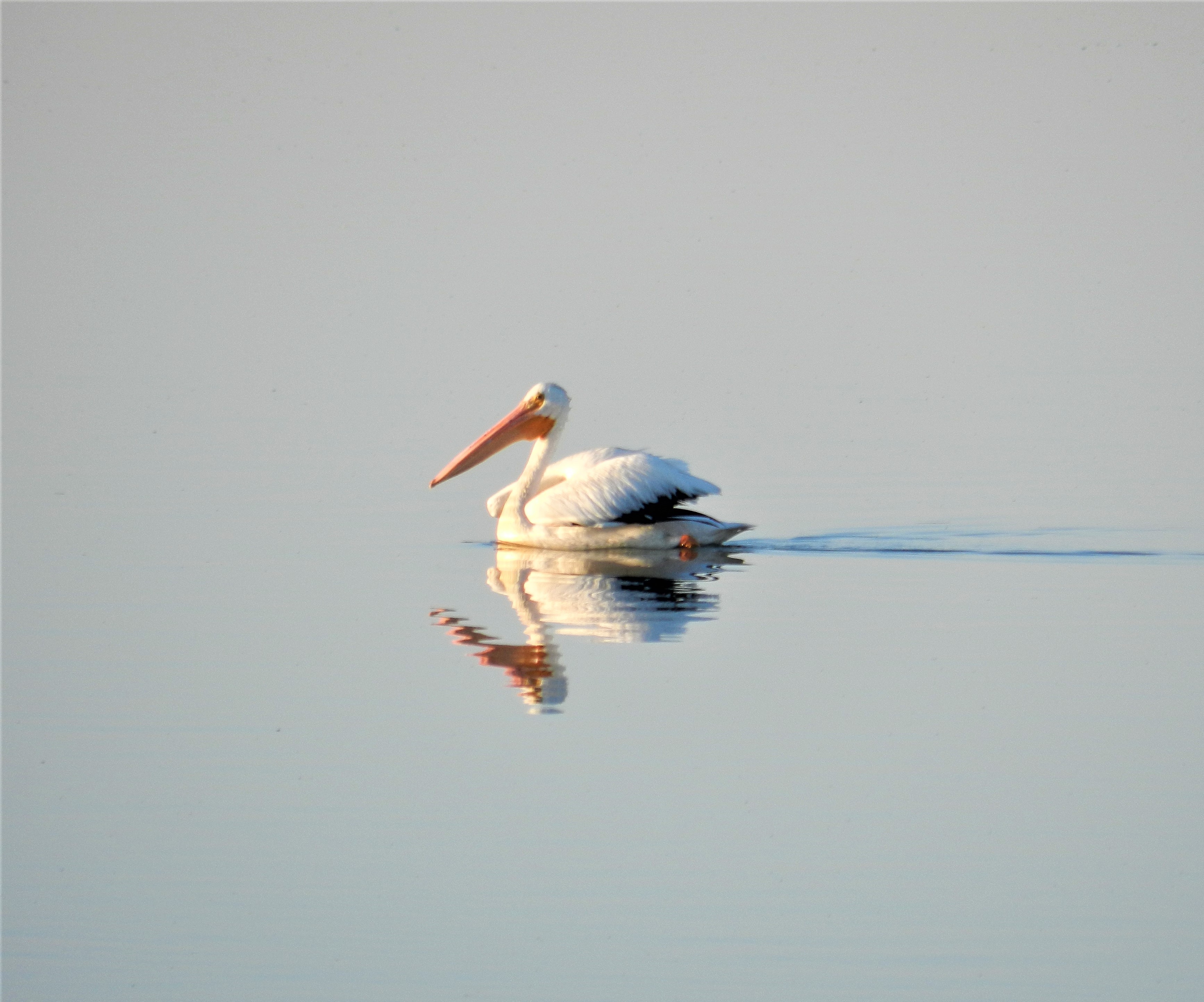 American white pelican at Waubay Refuge | FWS.gov