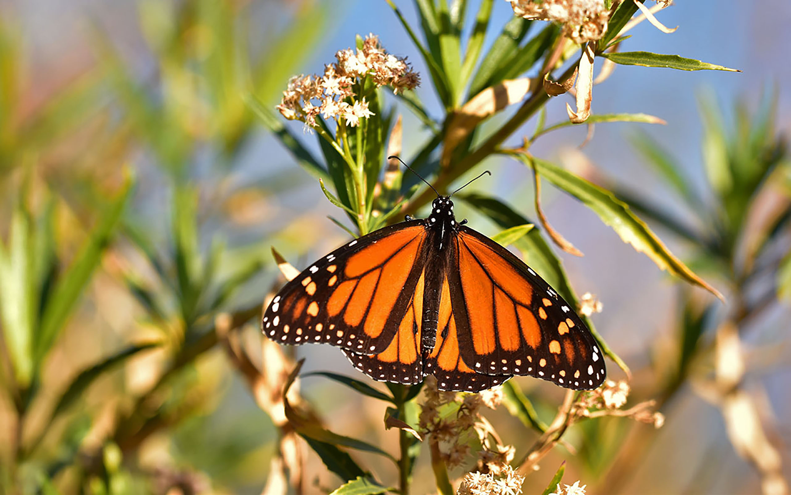 Monarch on mule fat | FWS.gov