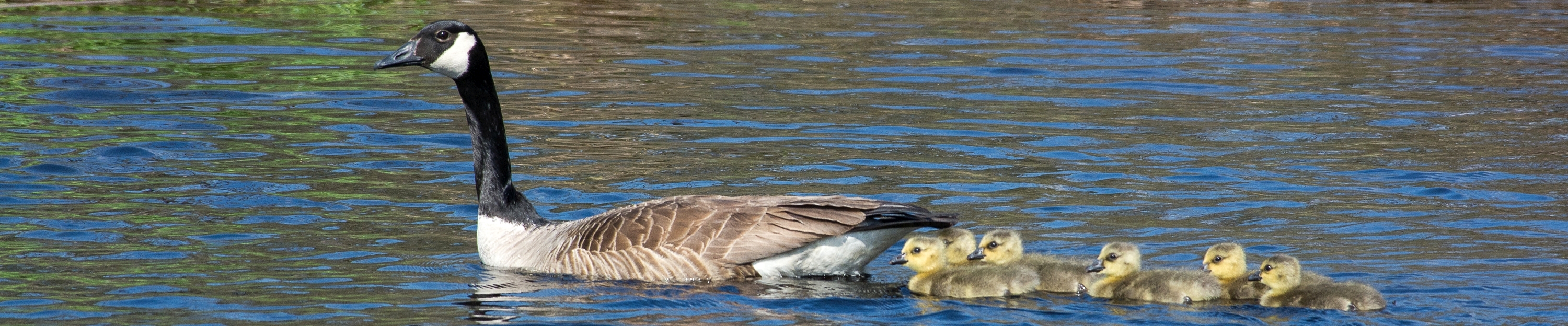Canada goose and goslings at Maine's Moosehorn National Wildlife Refuge ...