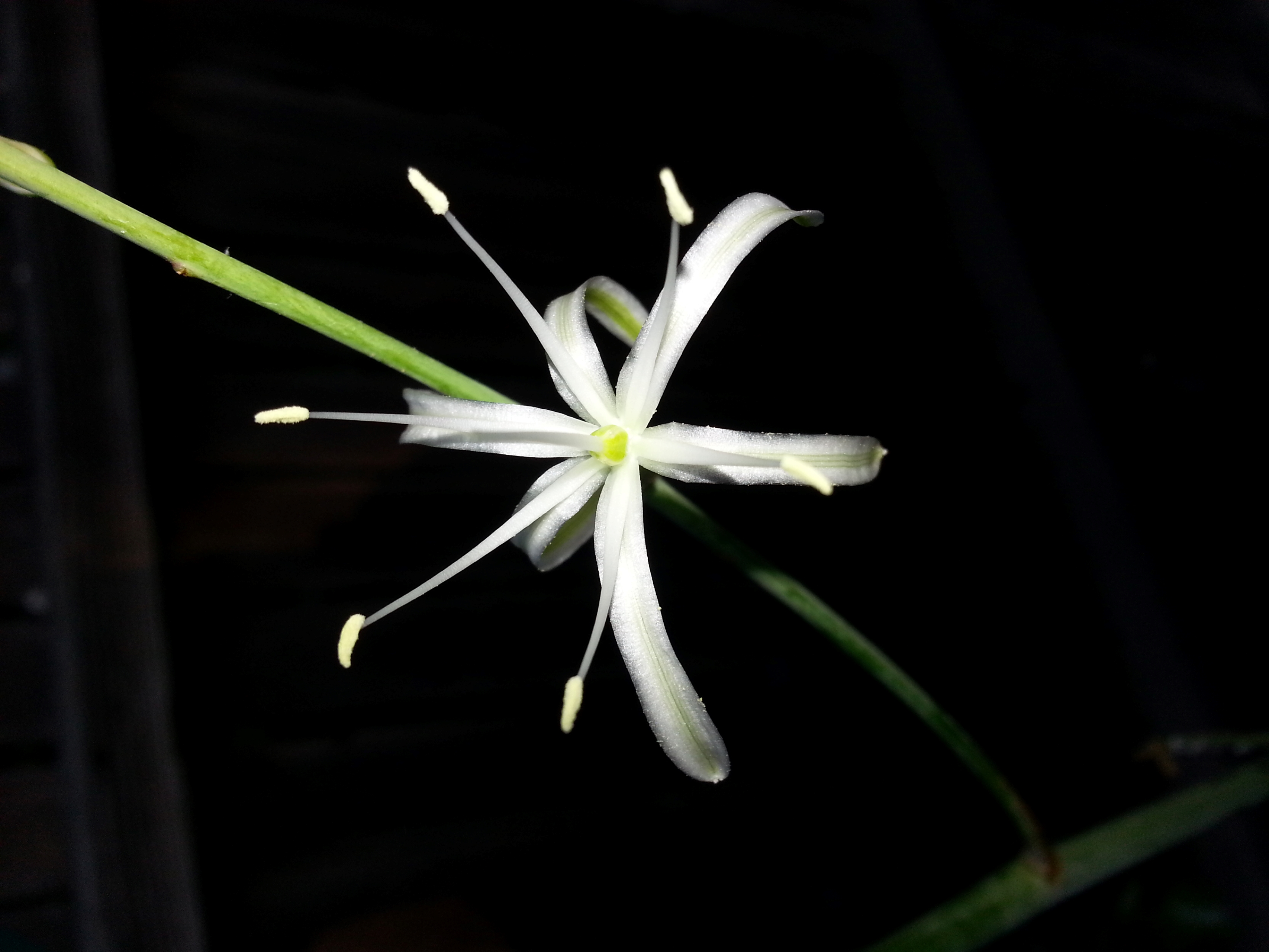 soaproot flower | FWS.gov
