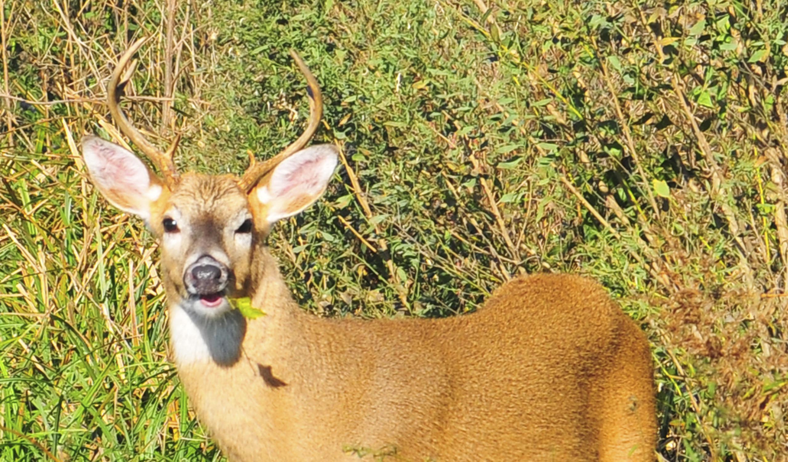 Bayou-Sauvage-NWR-White-tailed-buck-tom-carlisle.jpg | FWS.gov
